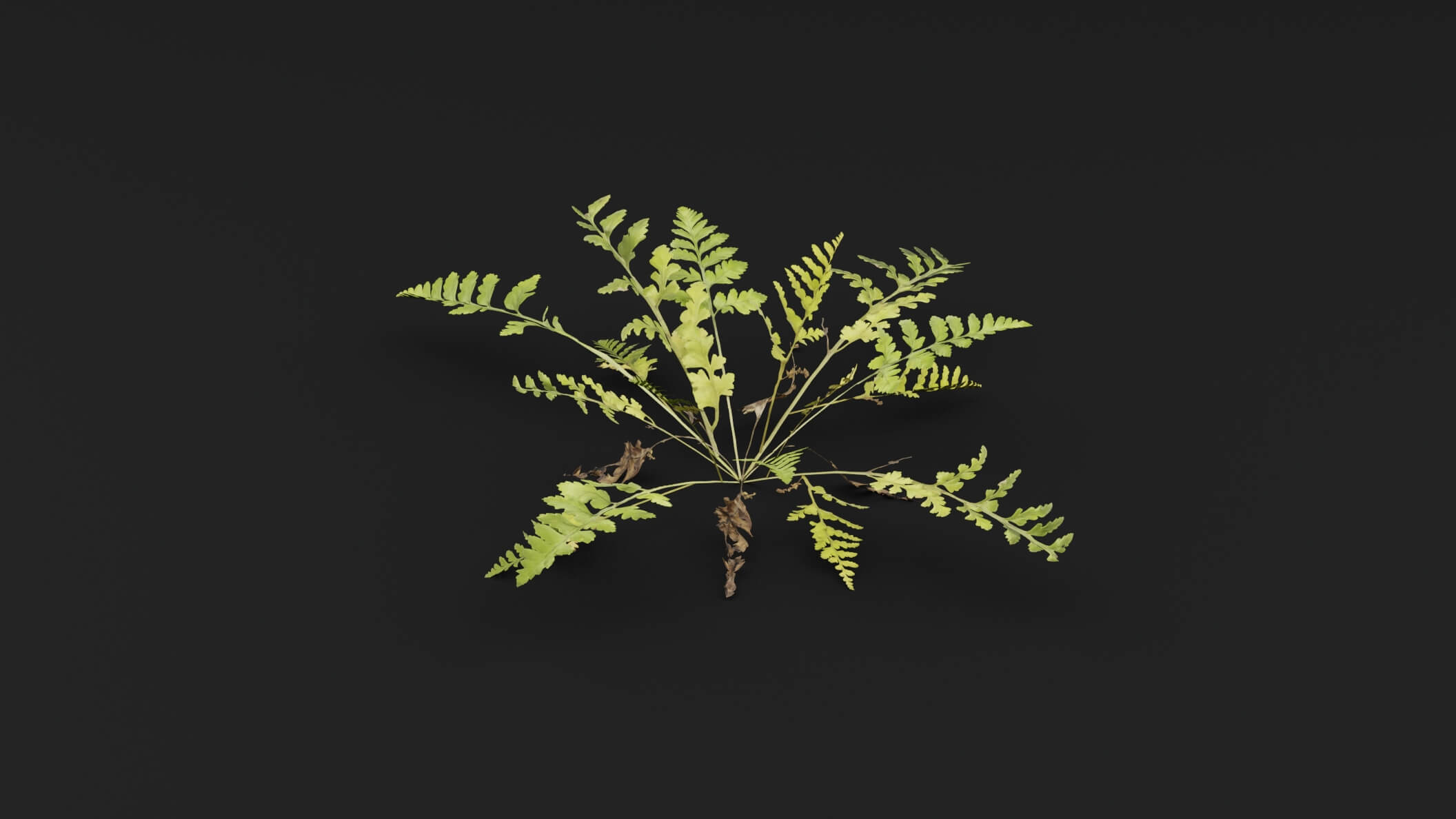 Leatherleaf Fern Plant - 3D Model by Green Lander