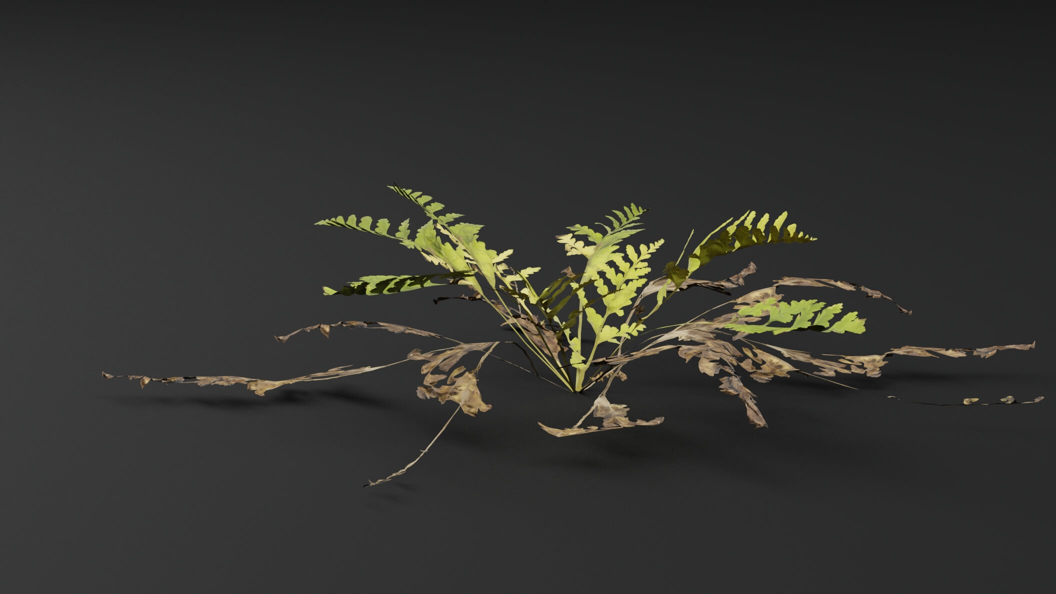 Leatherleaf Fern Plant - 3D Model by Green Lander