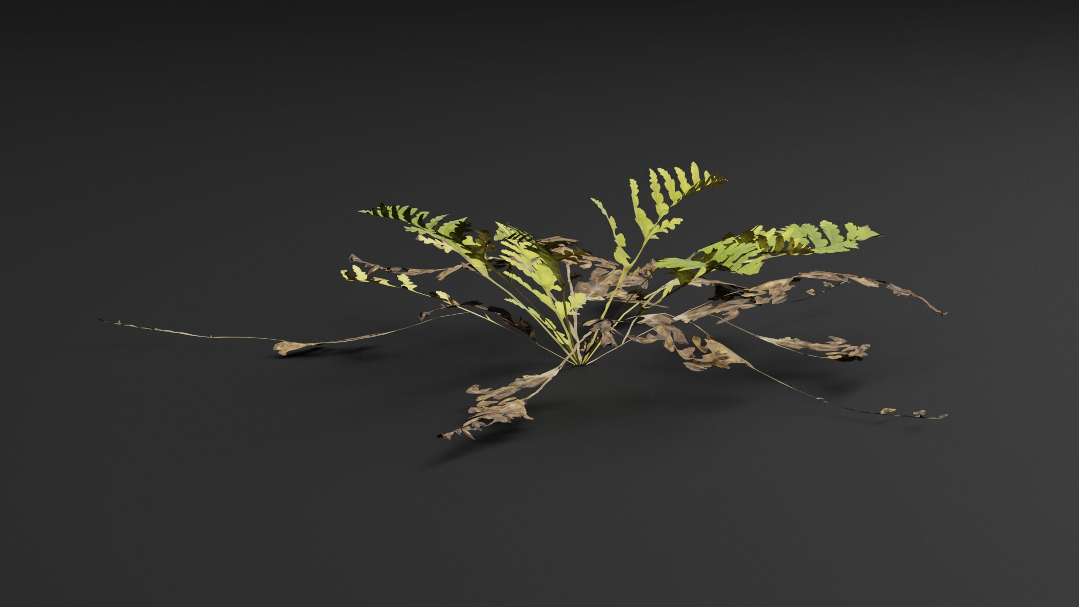 Leatherleaf Fern Plant - 3D Model by Green Lander