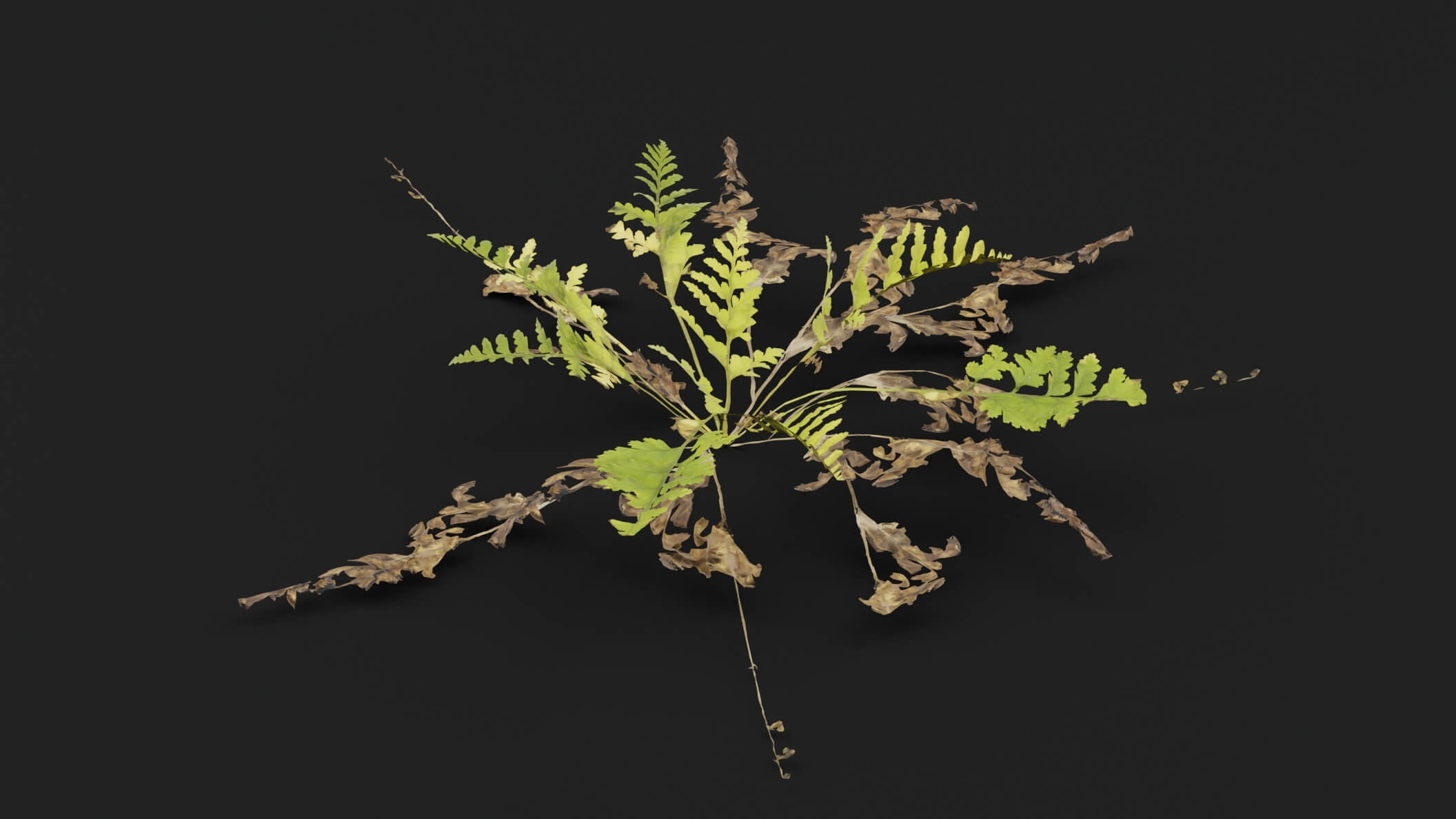 Leatherleaf Fern Plant - 3D Model by Green Lander
