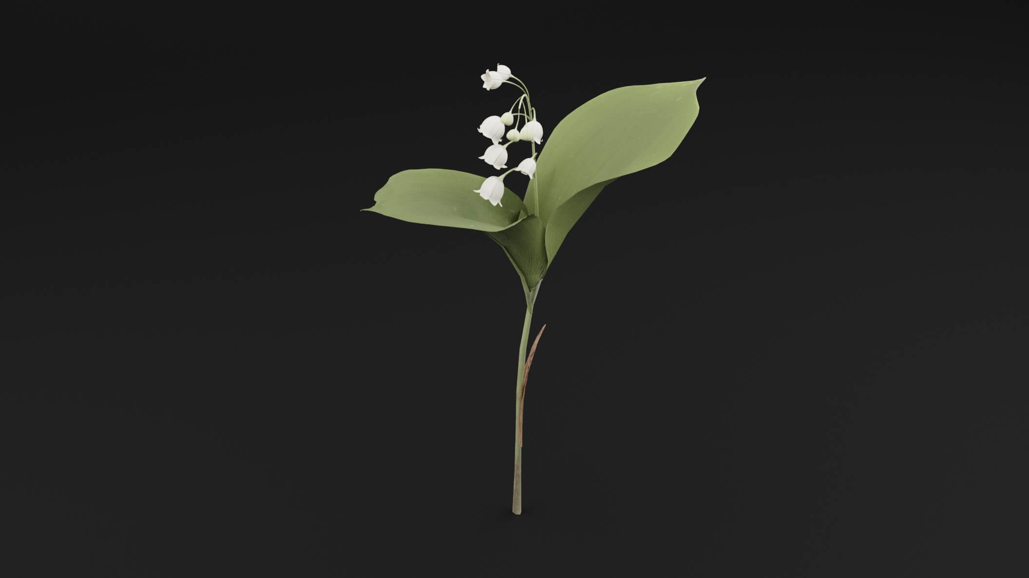 Lily of The Valley - 3D Model by Green Lander