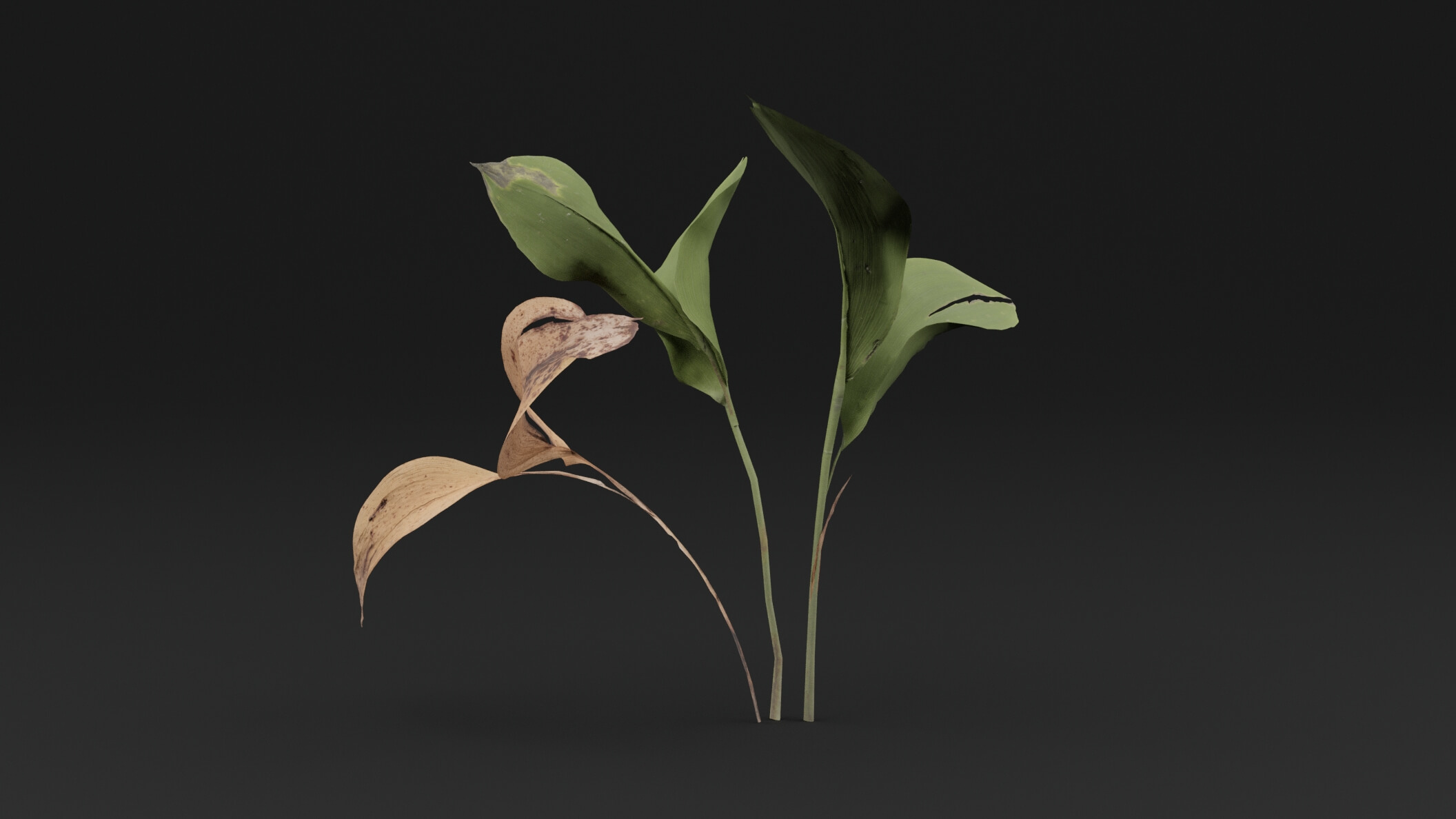 Lily of The Valley Plant - 3D Model by Green Lander