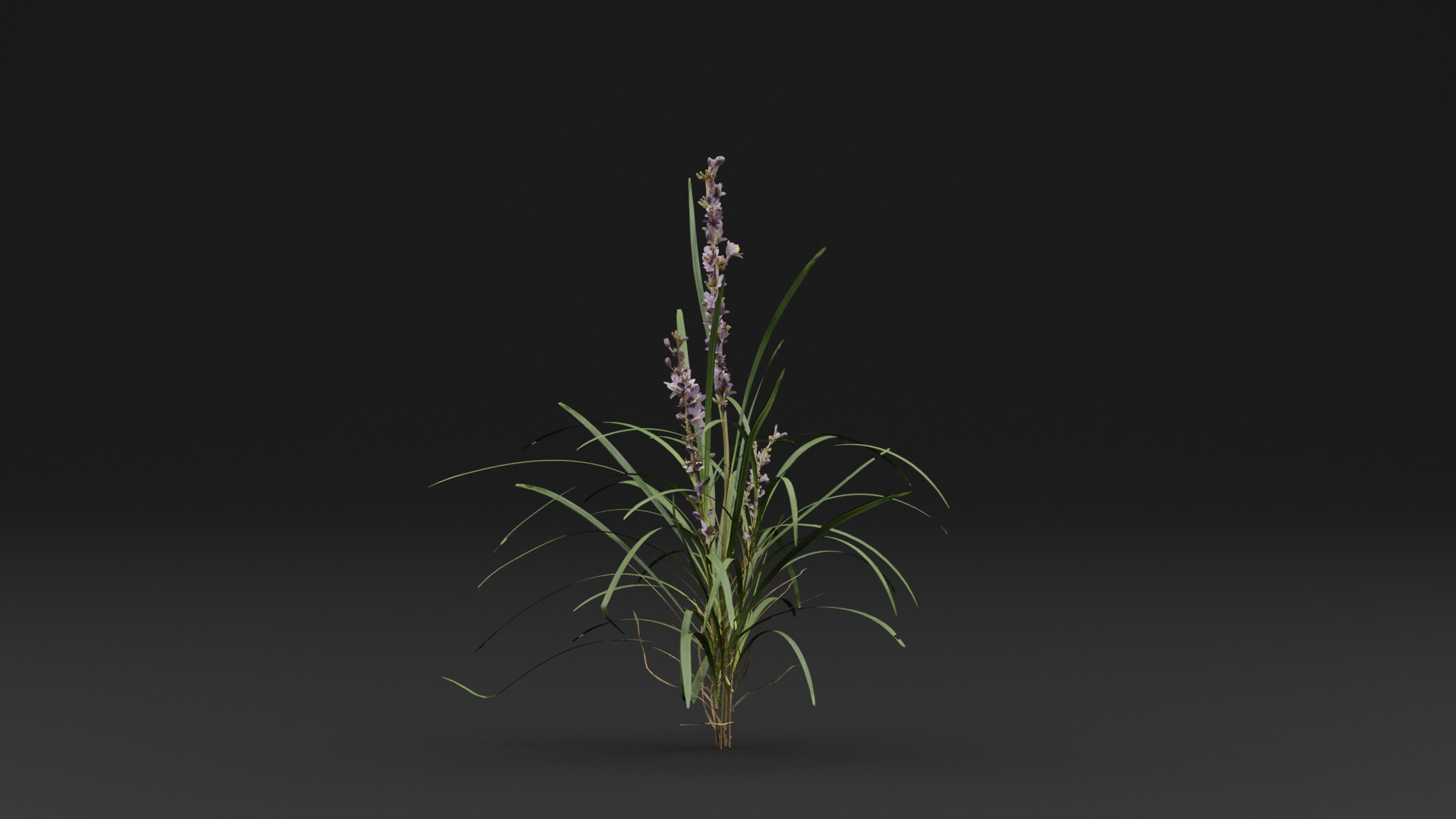 Liriope Spicata Plant - 3D Model by Green Lander