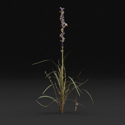 Liriope Spicata Plant - 3D Model by Green Lander