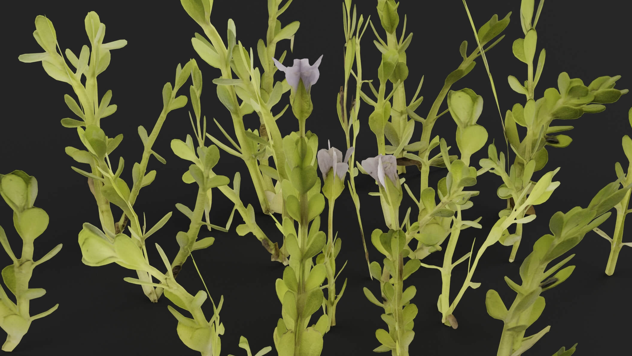Lobelia Pedunculata Plant - 3D Model by Green Lander