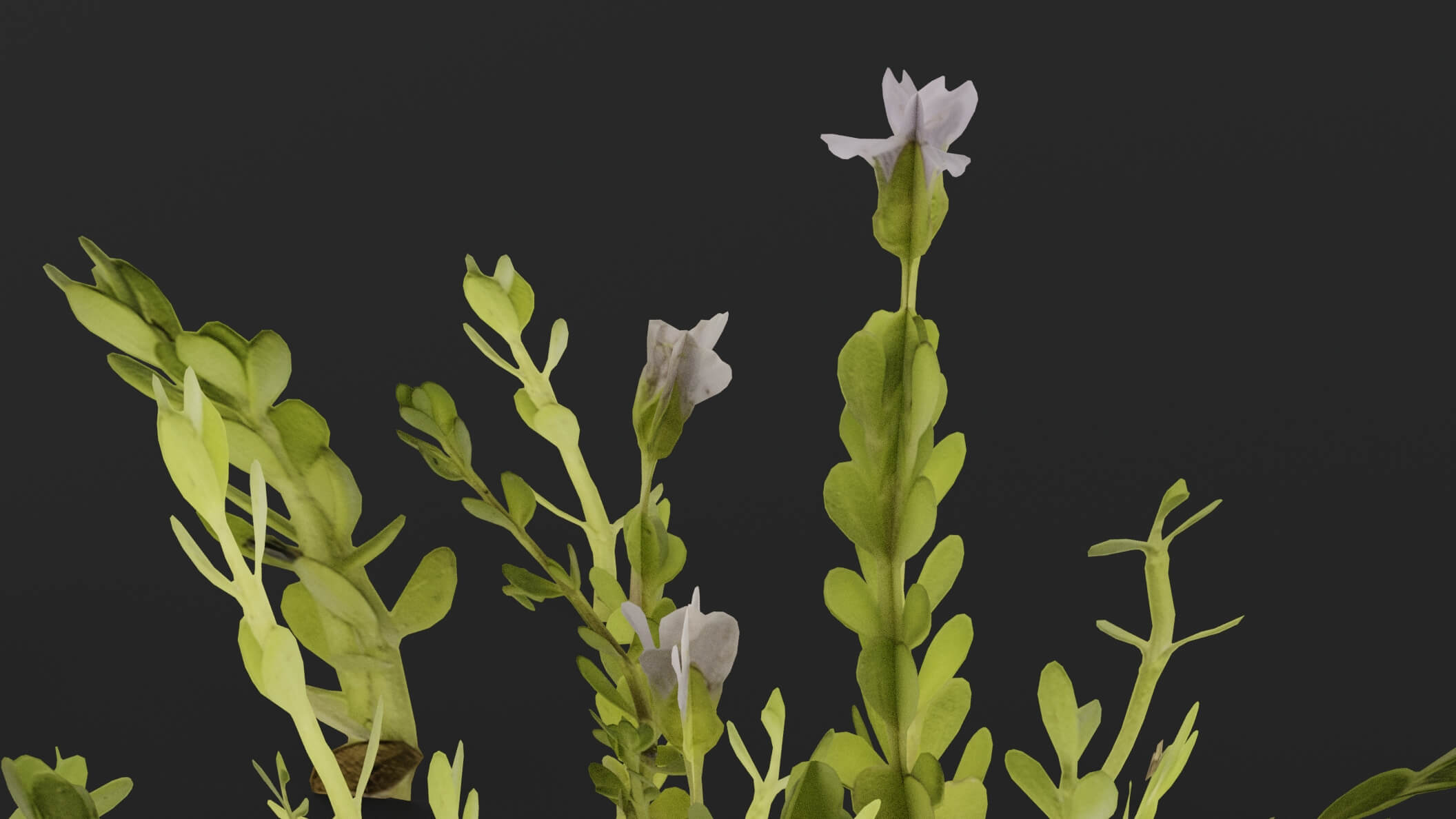 Lobelia Pedunculata Plant - 3D Model by Green Lander