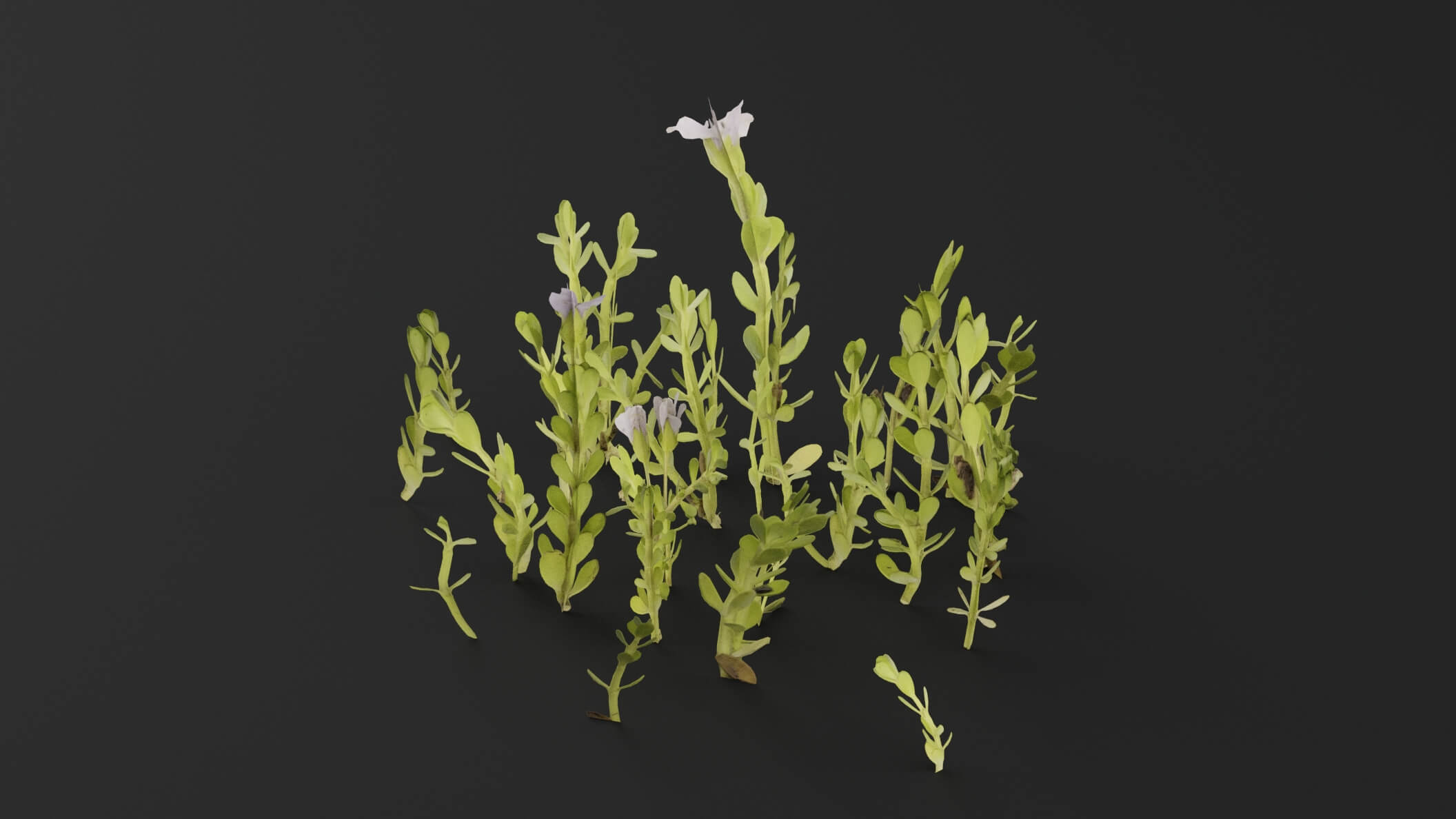 Lobelia Pedunculata Plant - 3D Model by Green Lander