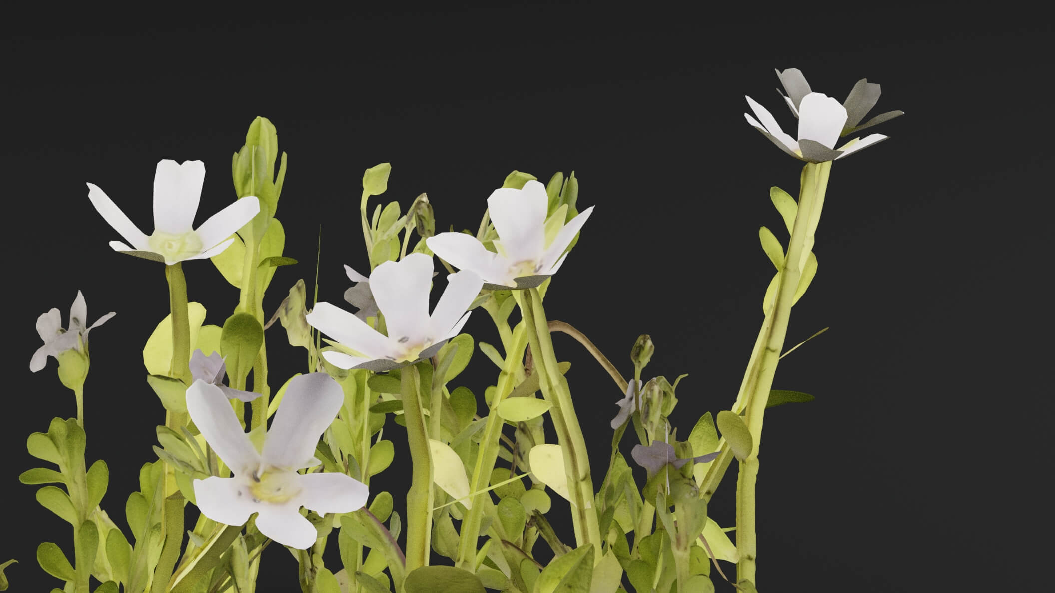 Lobelia Pedunculata Plant - 3D Model by Green Lander