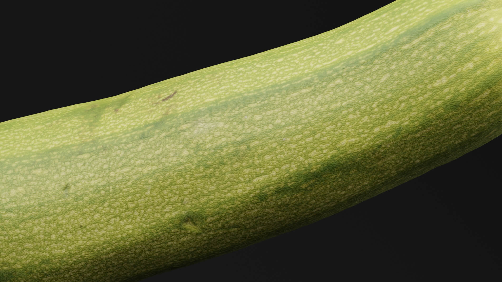 Luffa Acutangula Vegetable - 3D Model by Green Lander