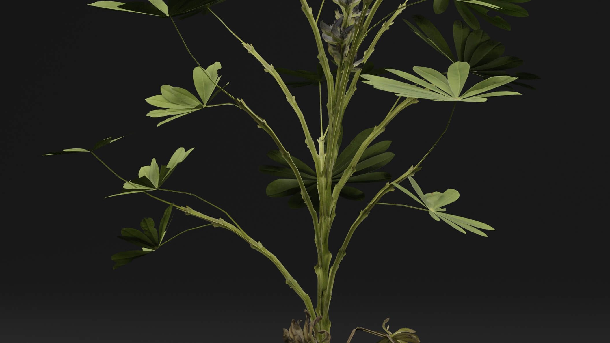 Lupinus Angustifolius Plant - 3D Model by Green Lander