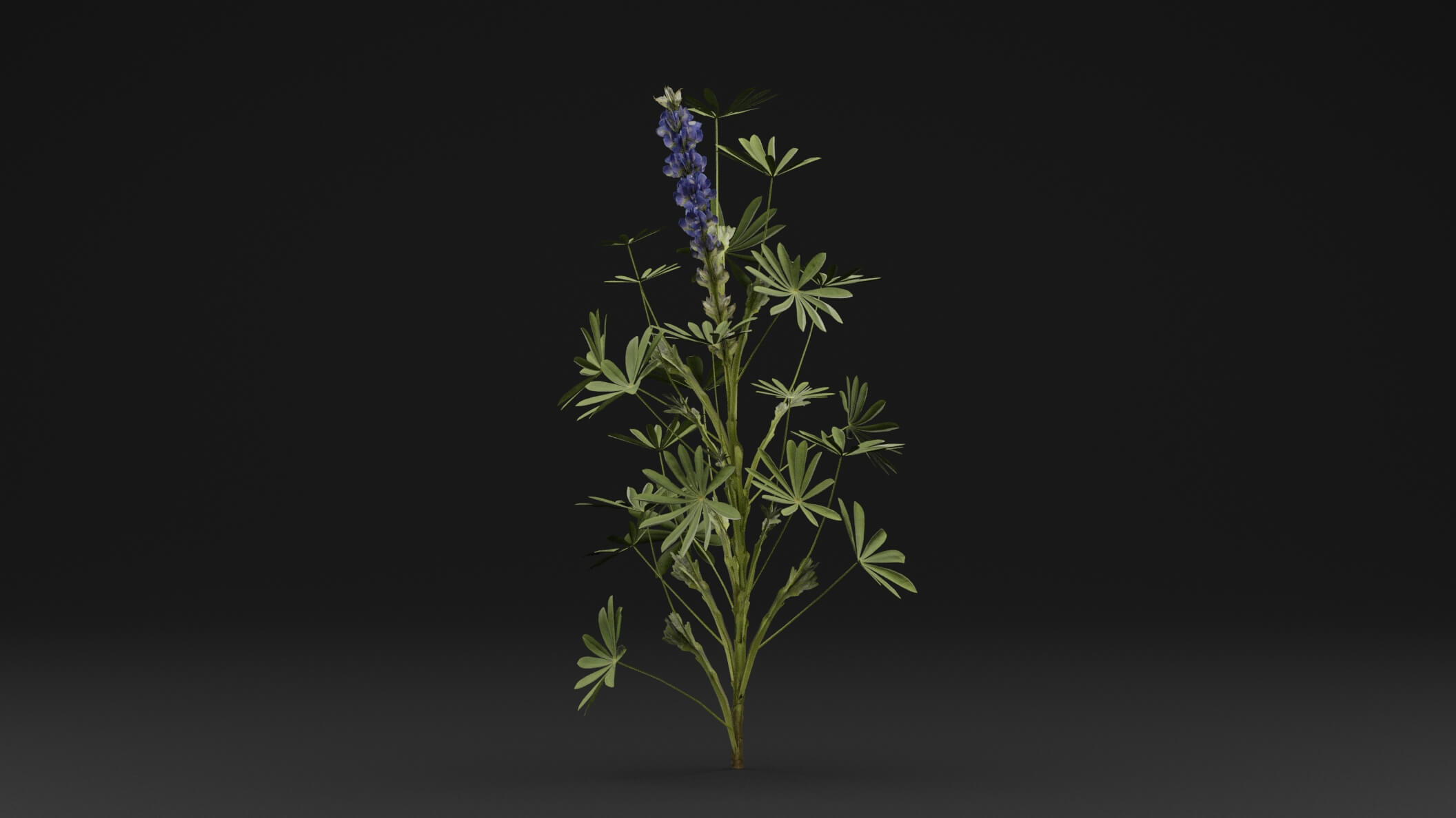 Lupinus Angustifolius Plant - 3D Model by Green Lander