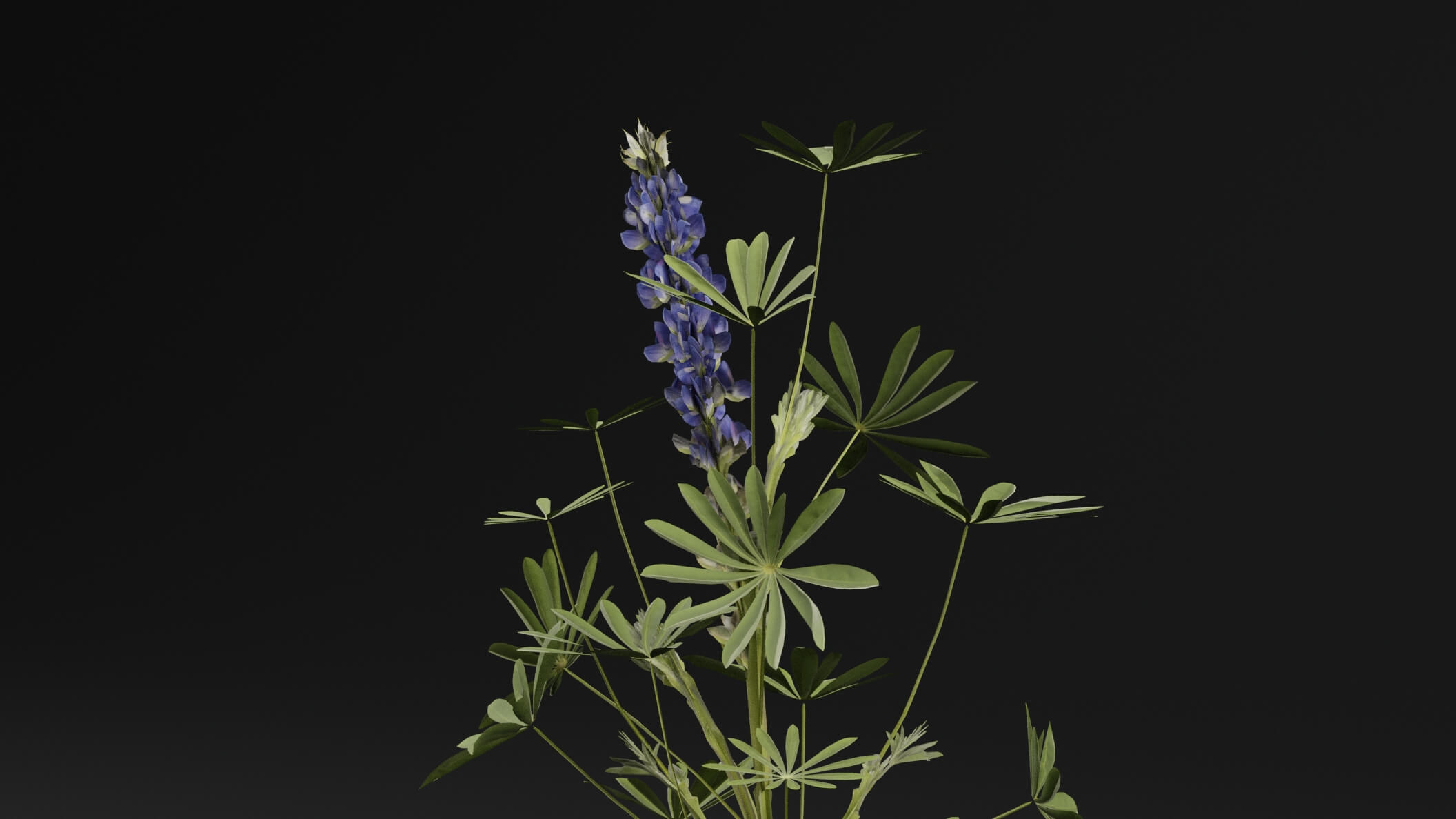 Lupinus Angustifolius Plant - 3D Model by Green Lander