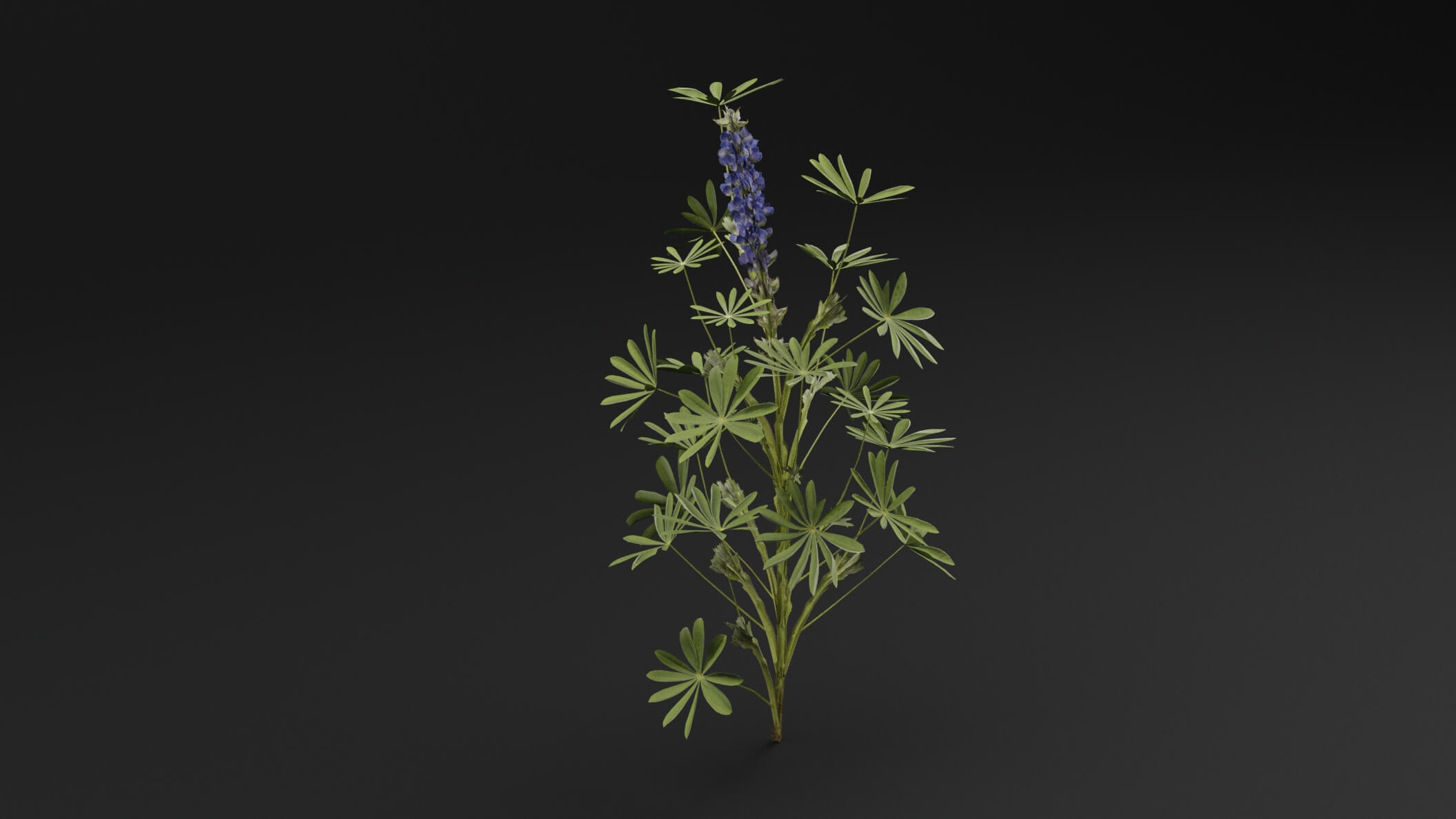 Lupinus Angustifolius Plant - 3D Model by Green Lander