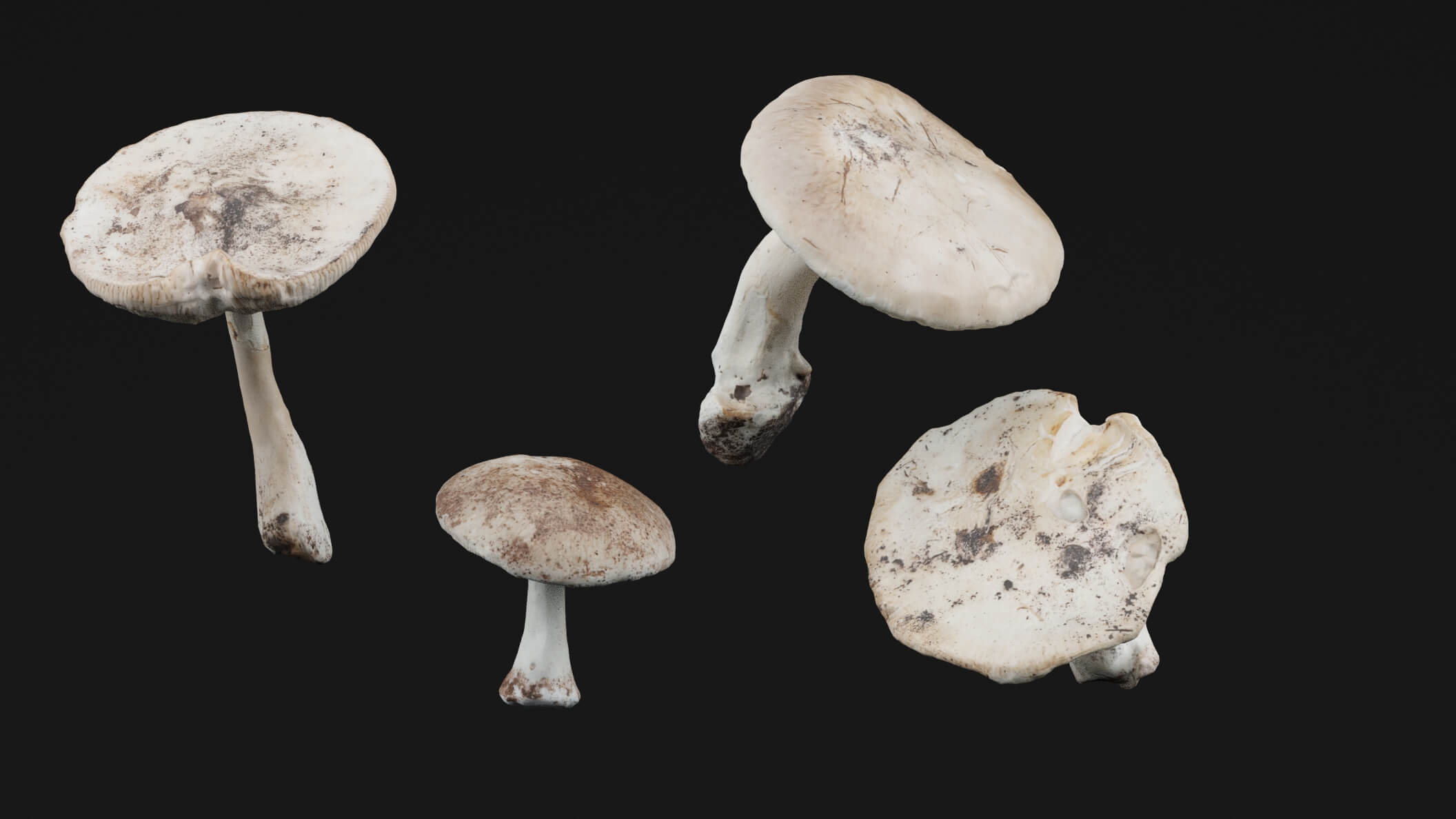 Mushroom Plant - 3D Model by Green Lander