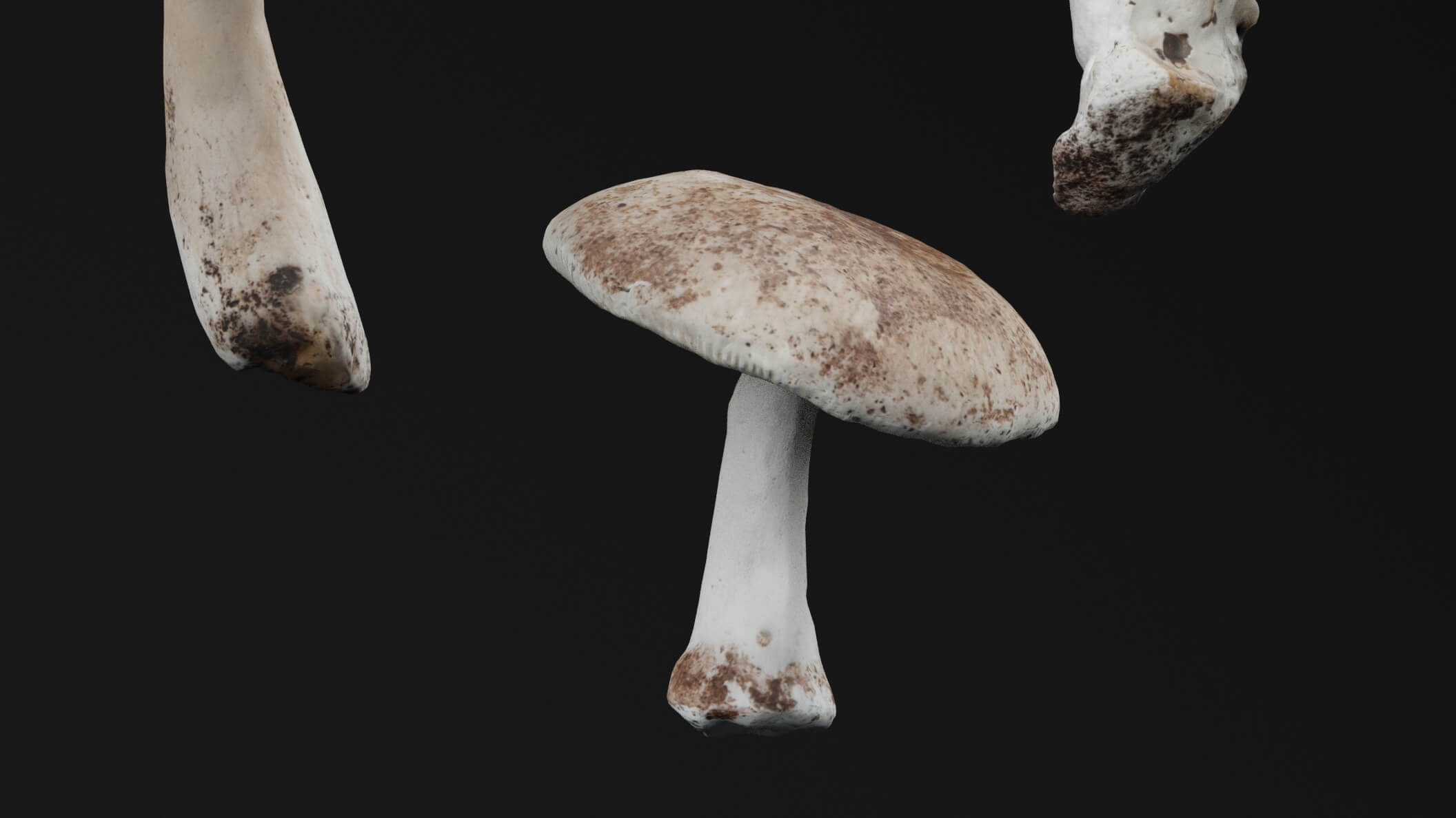 Mushroom Plant - 3D Model by Green Lander
