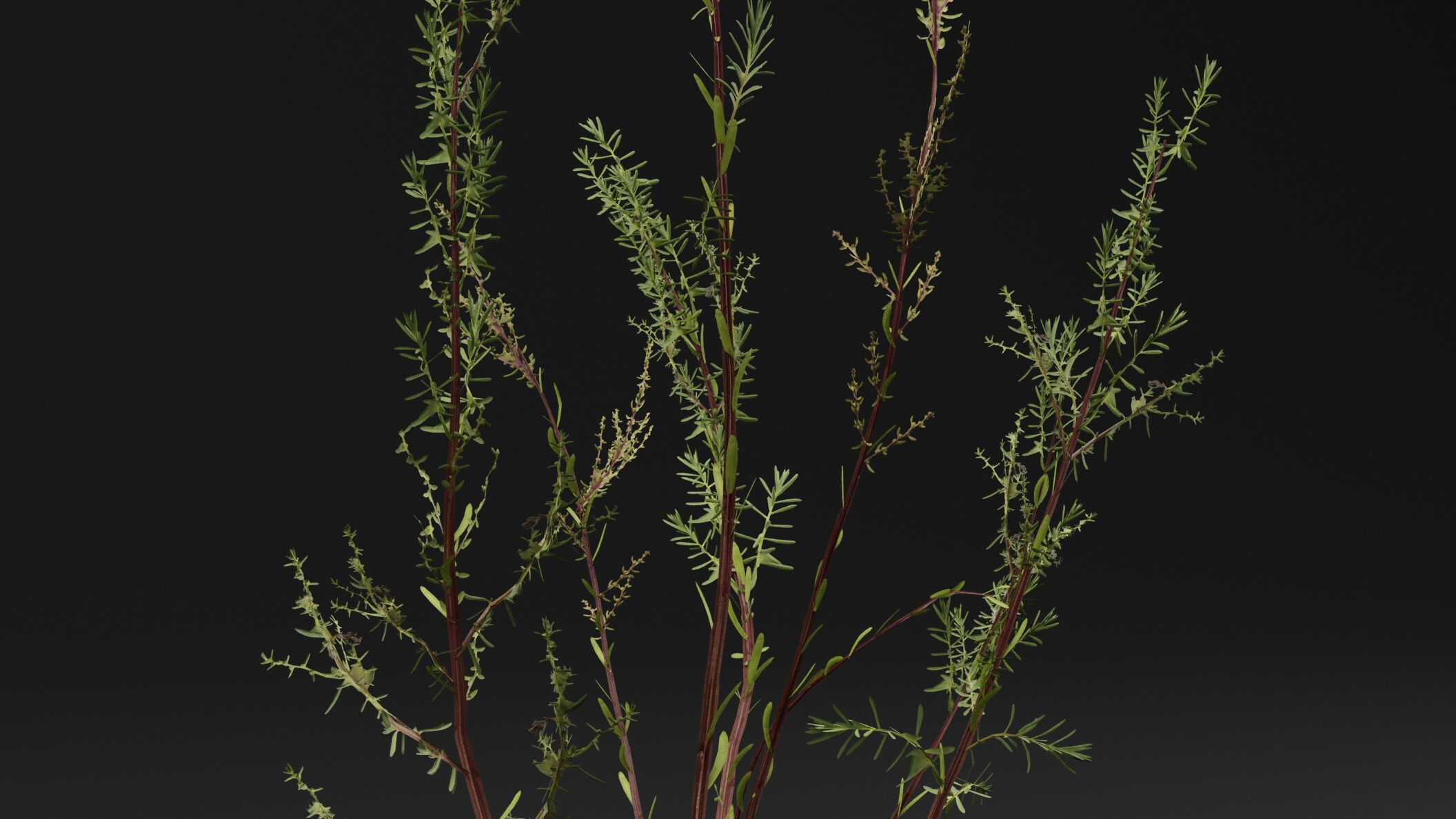 Myricaria Plant - 3D Model by Green Lander