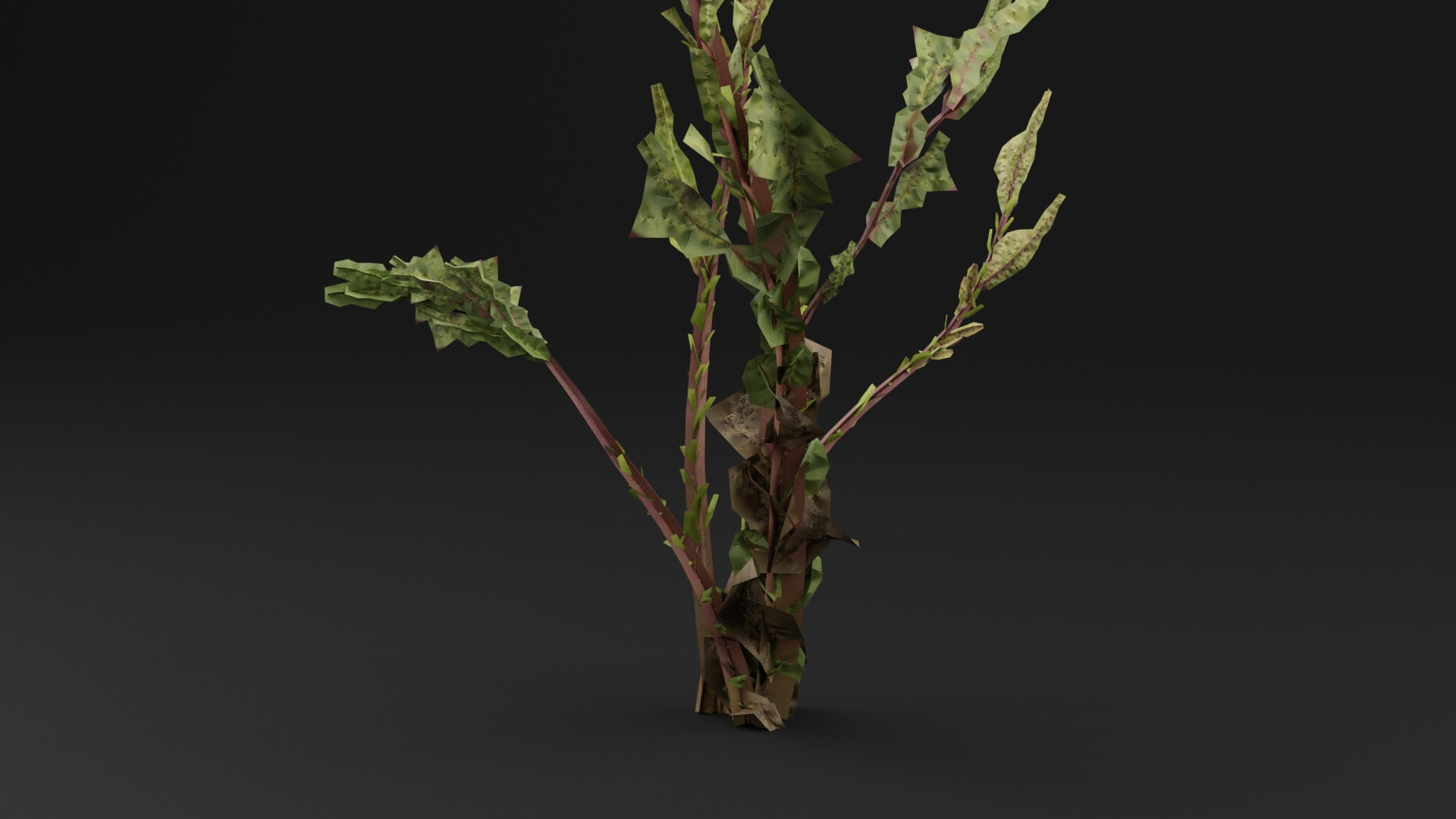 Tamaricaceae Plant - 3D Model by Green Lander