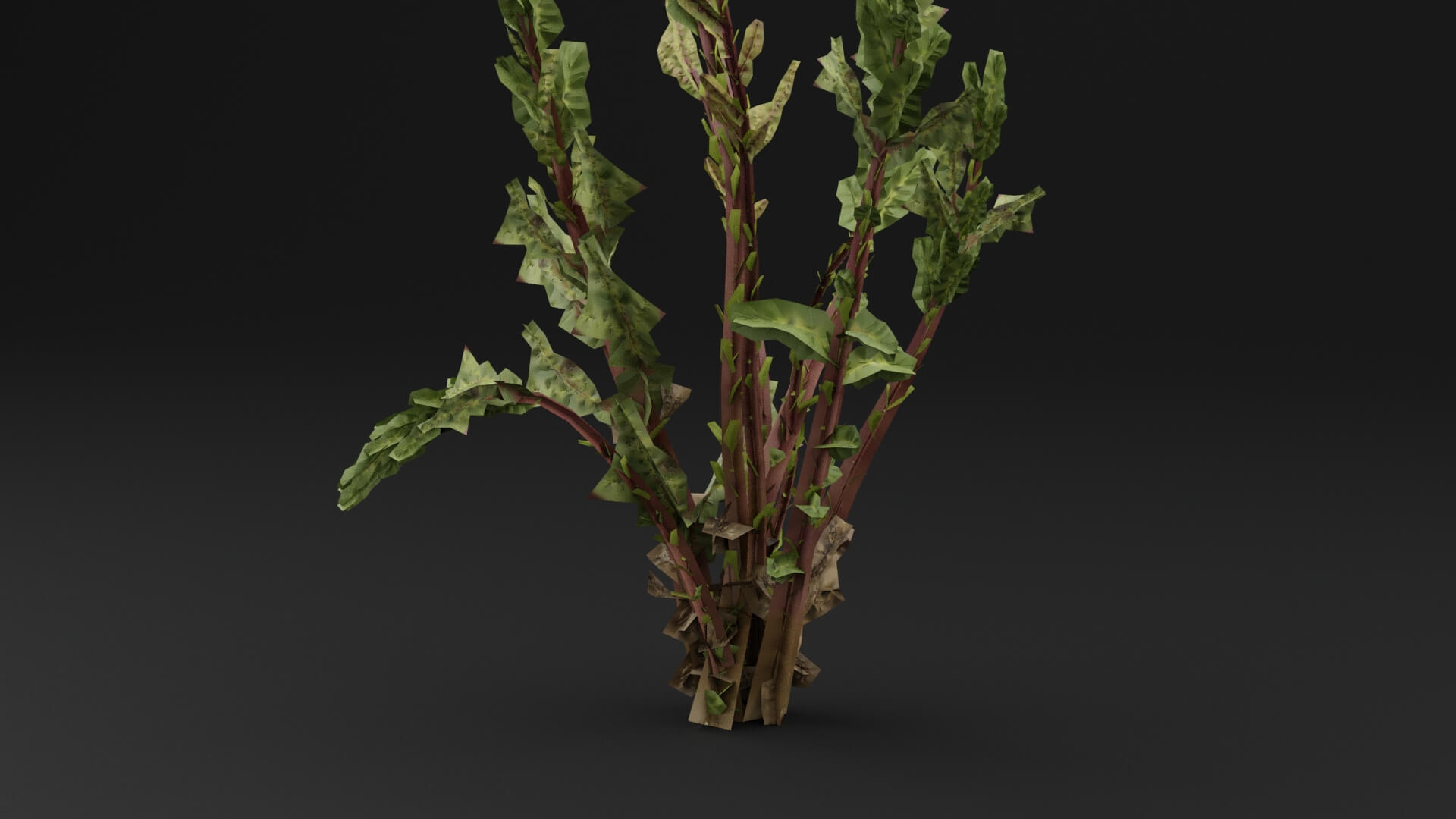 Tamaricaceae Plant - 3D Model by Green Lander