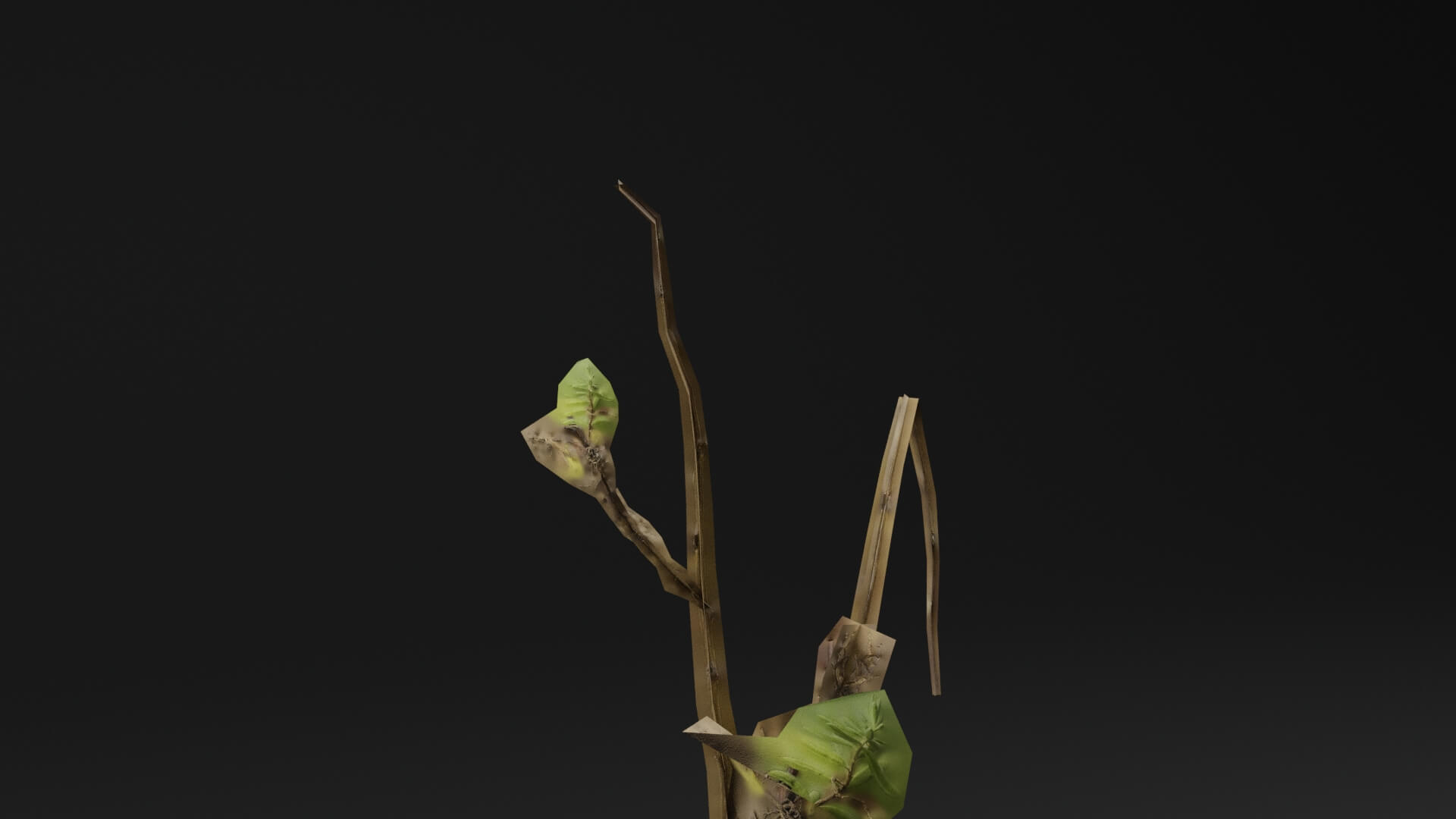 Tamaricaceae Plant - 3D Model by Green Lander