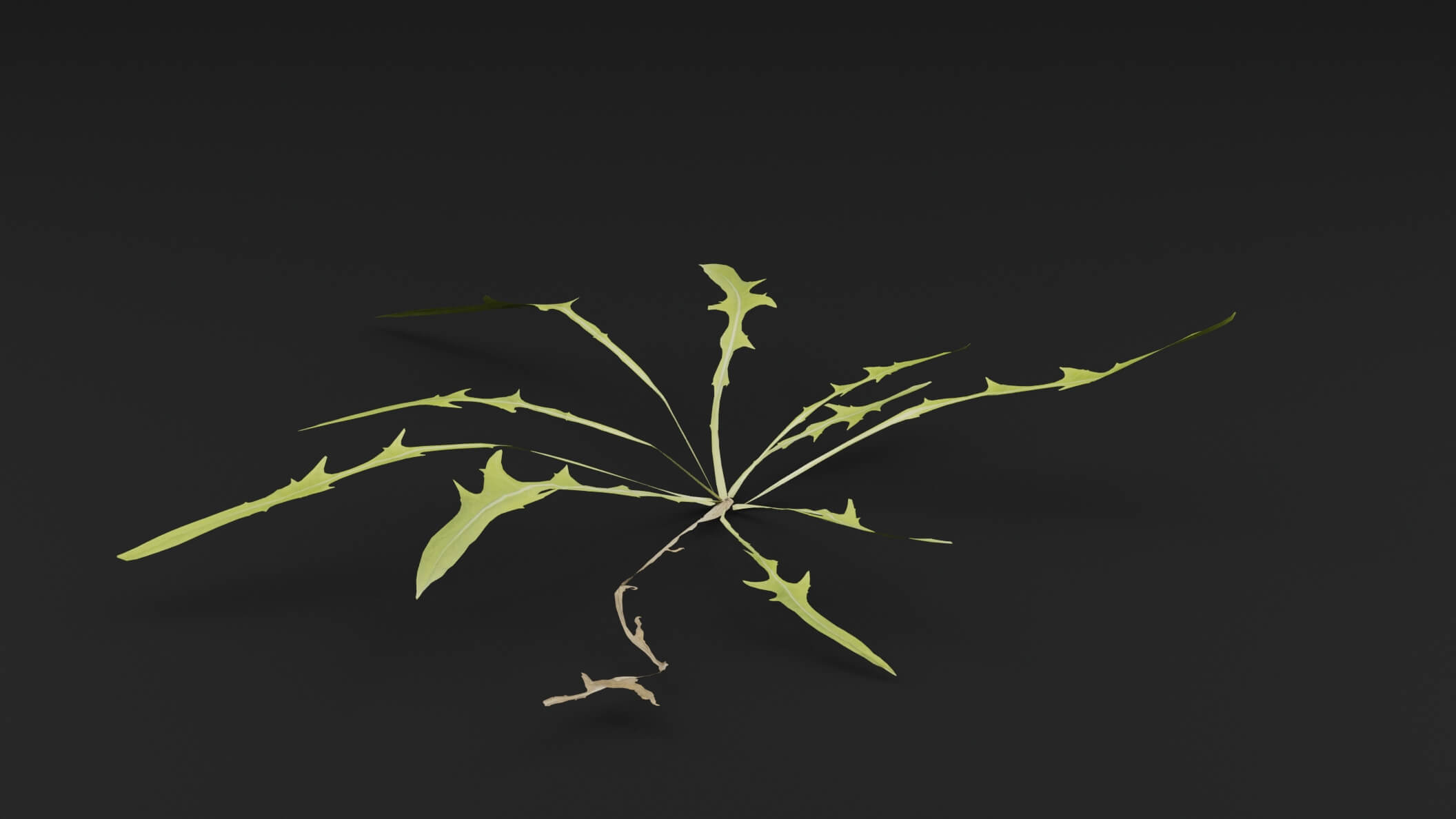 Natural Weed Plant - 3D Model by Green Lander