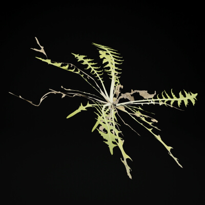 Photorealistic 3D Models | Plants | Weeds | RenderHub