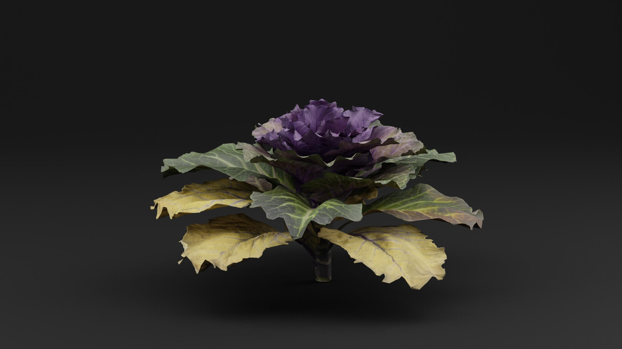 Ornamental Kale Plant - 3D Model by Green Lander
