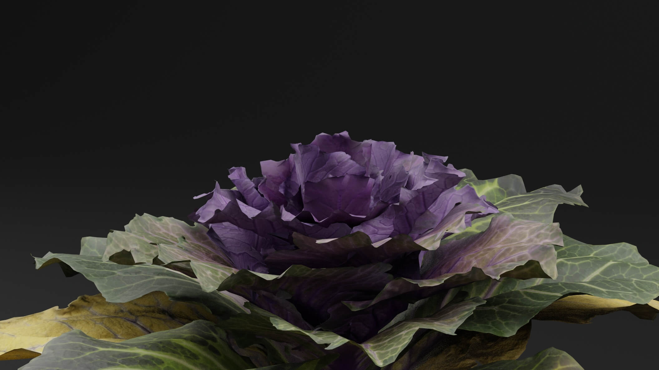 Ornamental Kale Plant - 3D Model by Green Lander