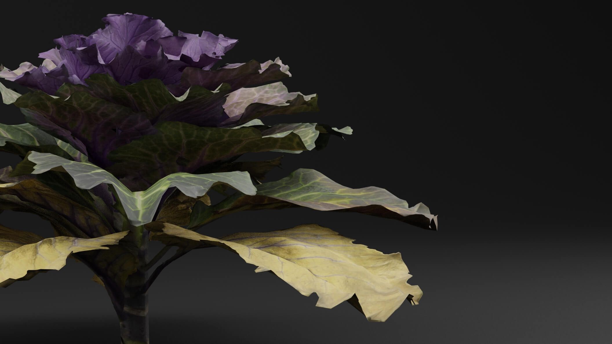 Ornamental Kale Plant - 3D Model by Green Lander