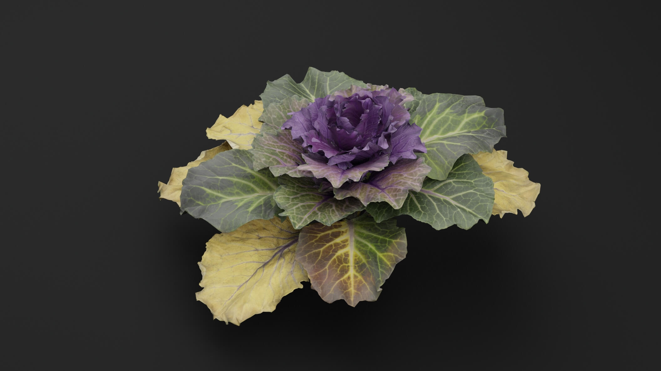 Ornamental Kale Plant - 3D Model by Green Lander