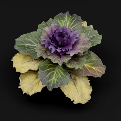 Ornamental Kale Plant - 3D Model by Green Lander