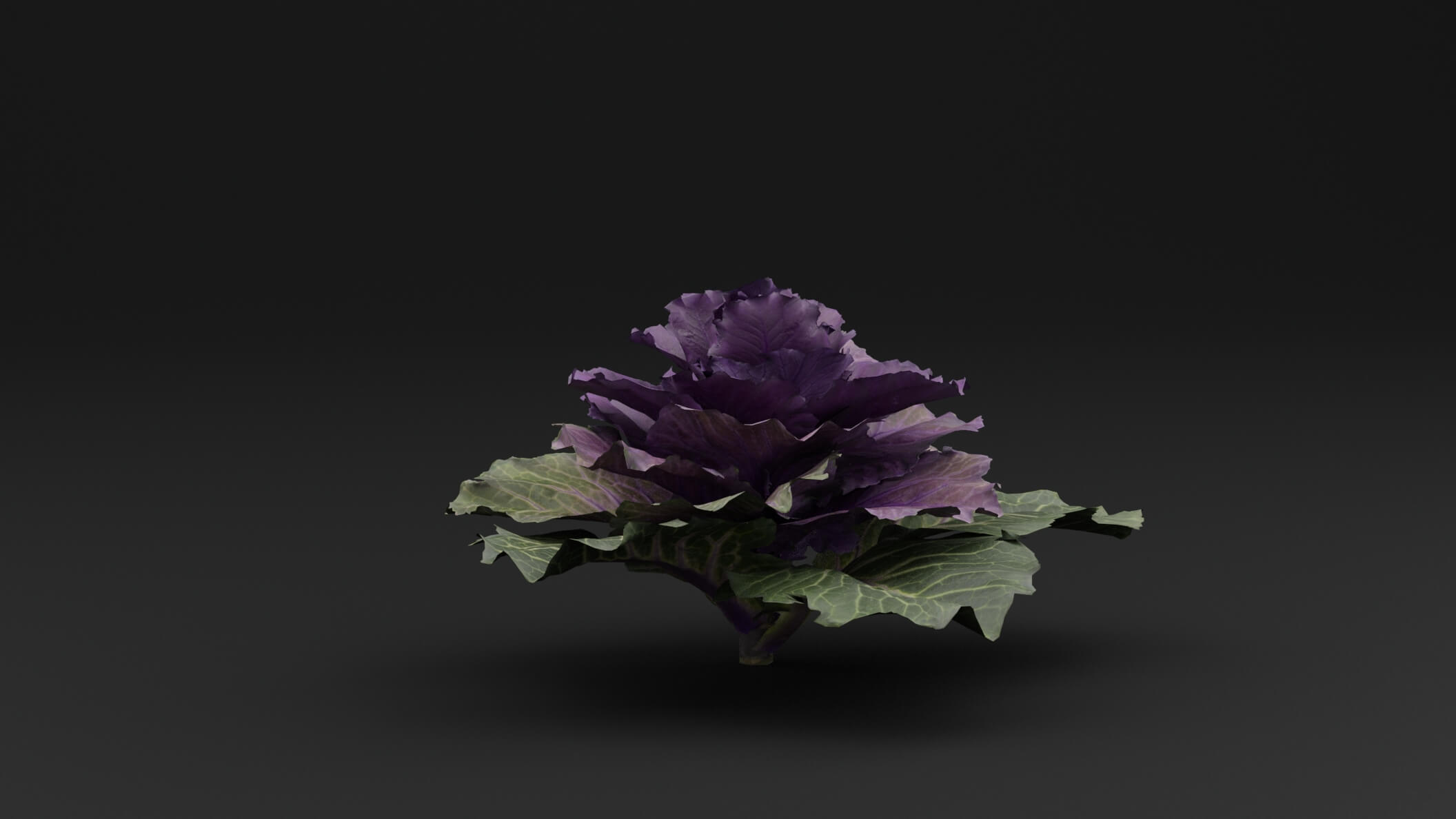 Ornamental Kale Plant - 3D Model by Green Lander