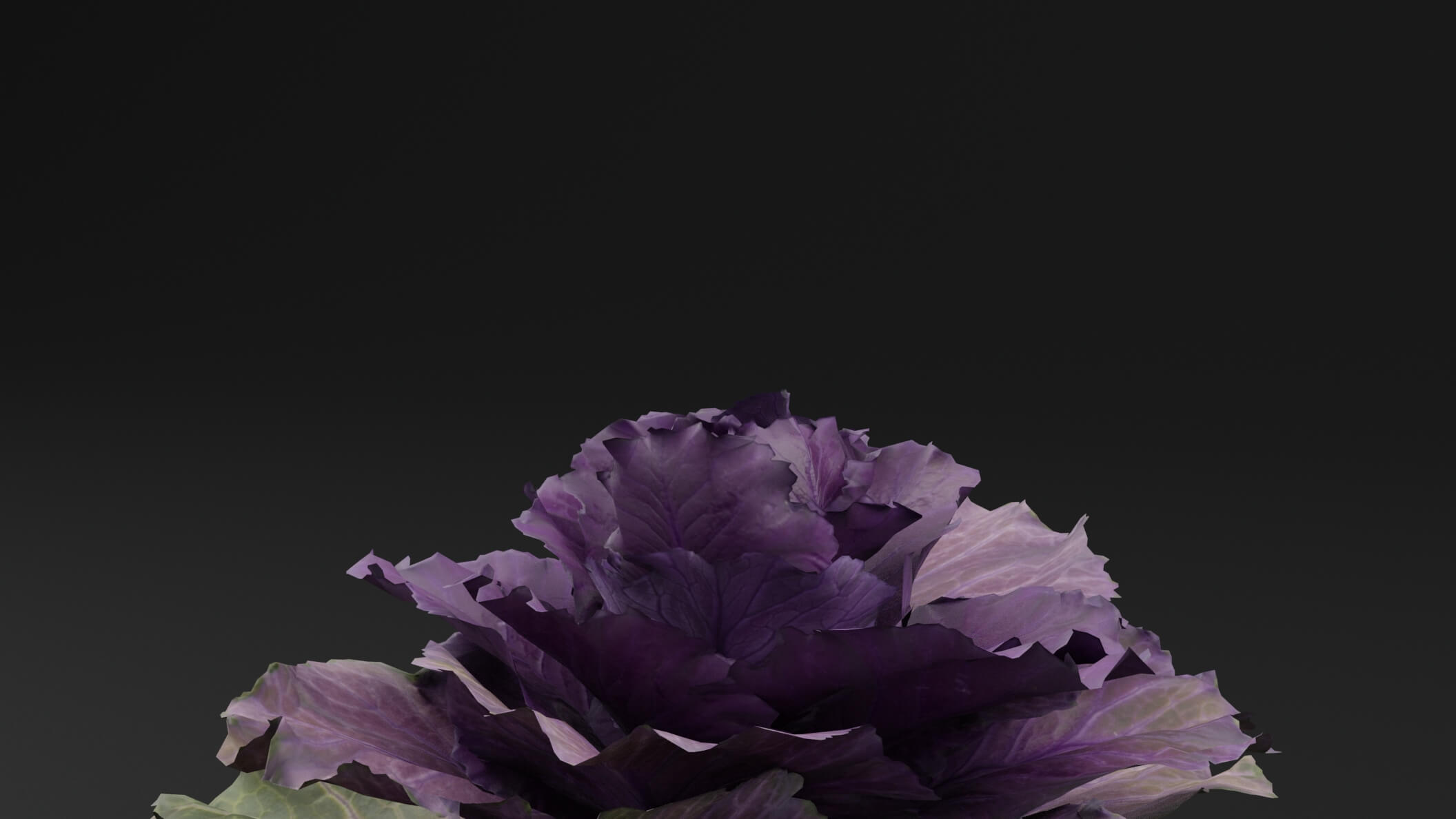 Ornamental Kale Plant - 3D Model by Green Lander