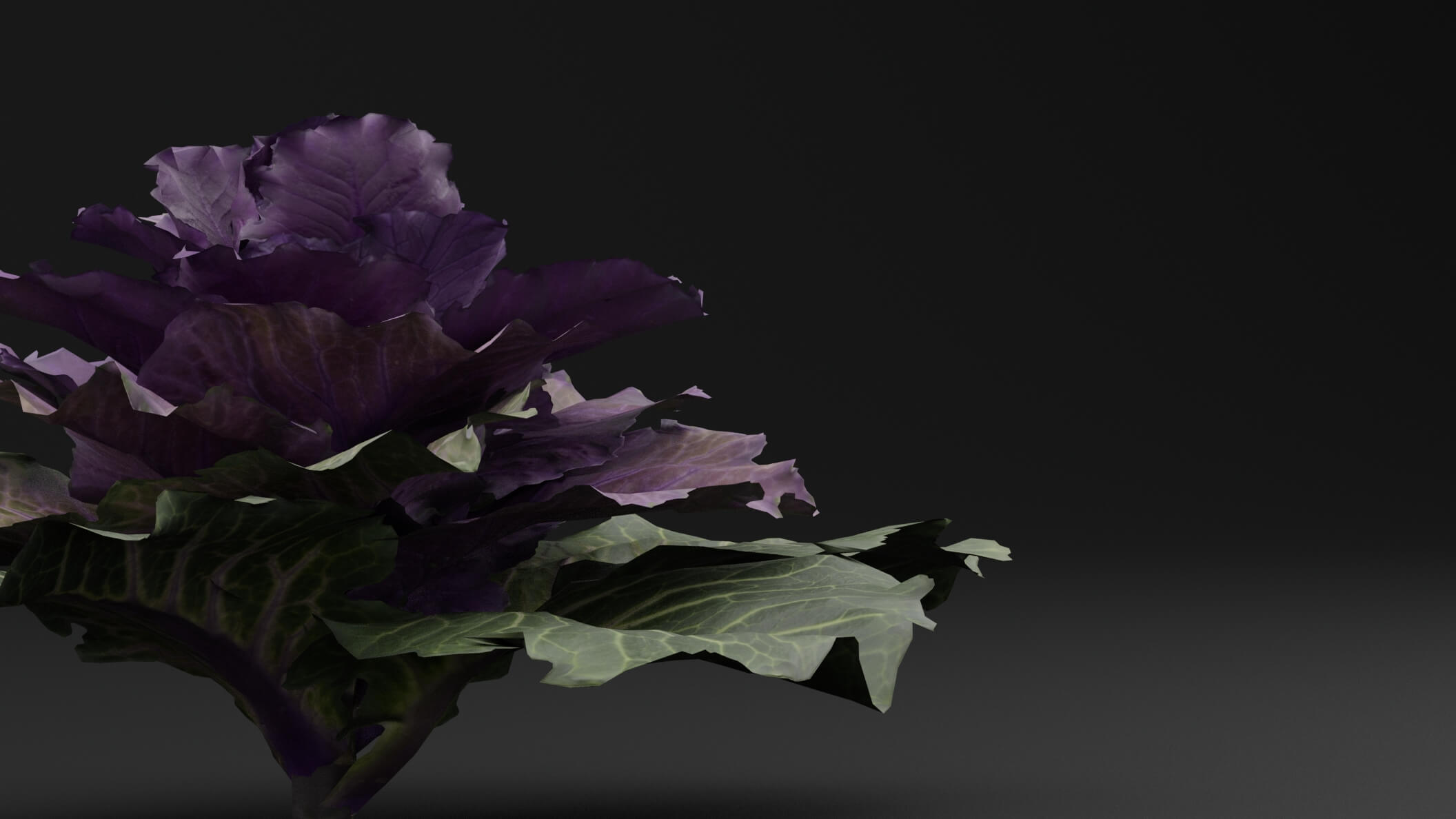 Ornamental Kale Plant - 3D Model by Green Lander