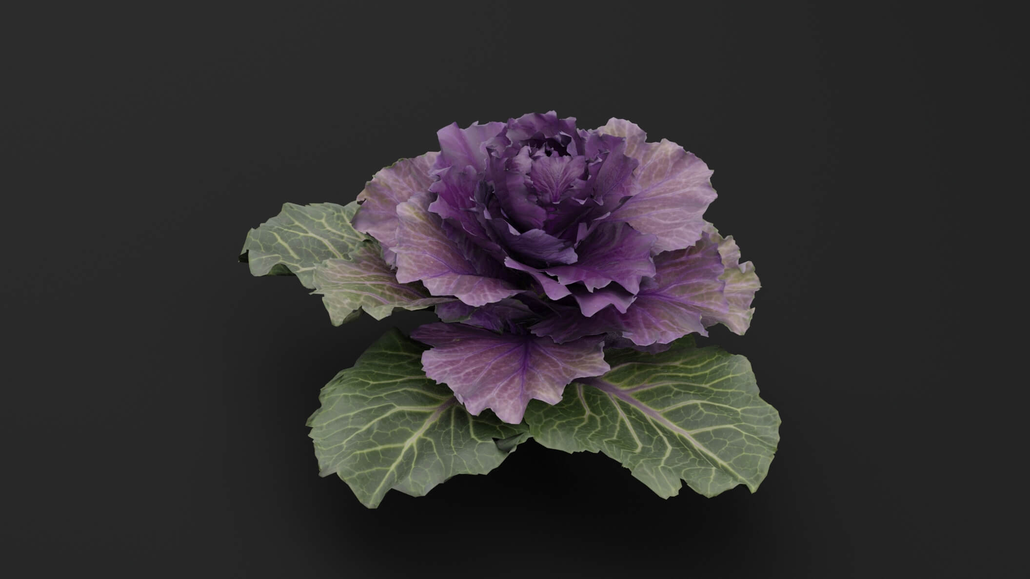 Ornamental Kale Plant - 3D Model by Green Lander