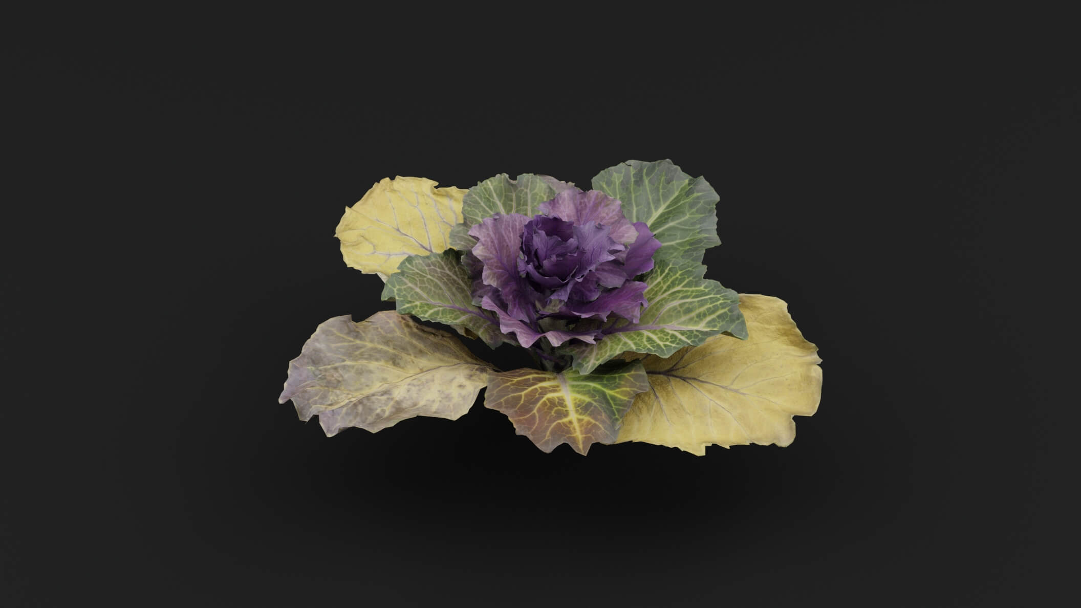 Ornamental Kale Plant - 3D Model by Green Lander