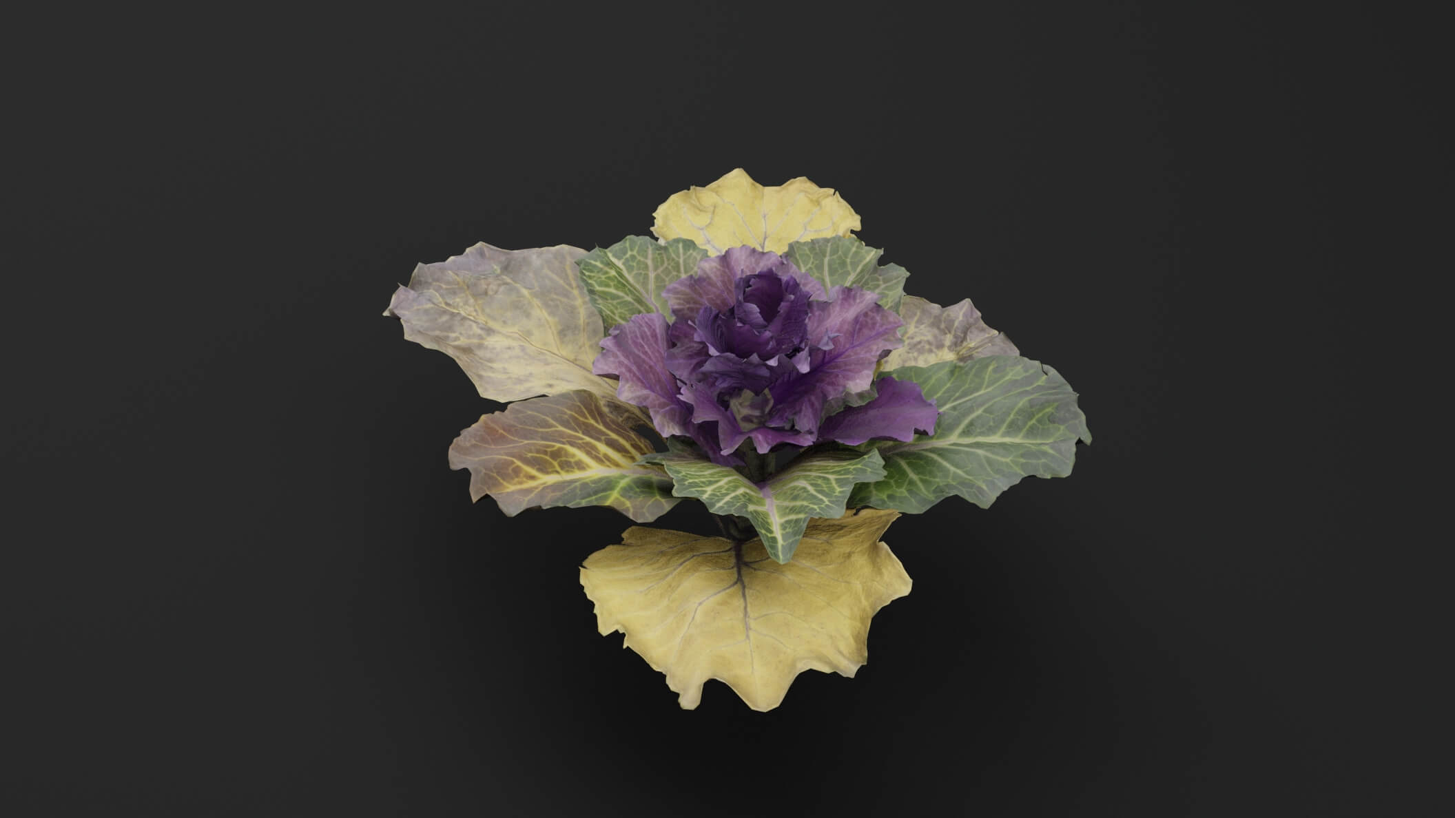 Ornamental Kale Plant - 3D Model by Green Lander