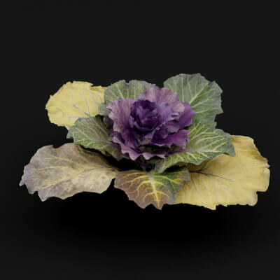 Ornamental Kale Plant - 3D Model by Green Lander