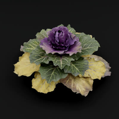 Ornamental Kale Plant - 3D Model by Green Lander