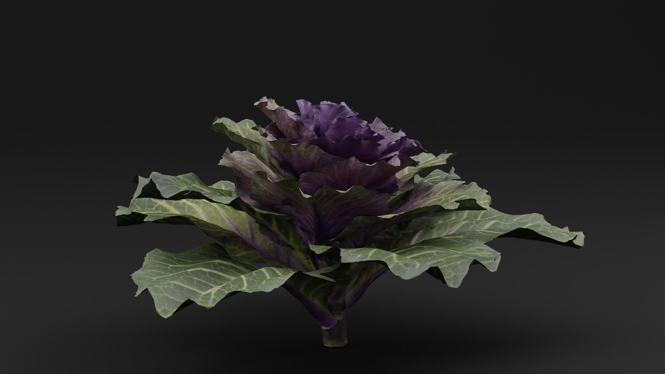Ornamental Kale Plant - 3D Model by Green Lander