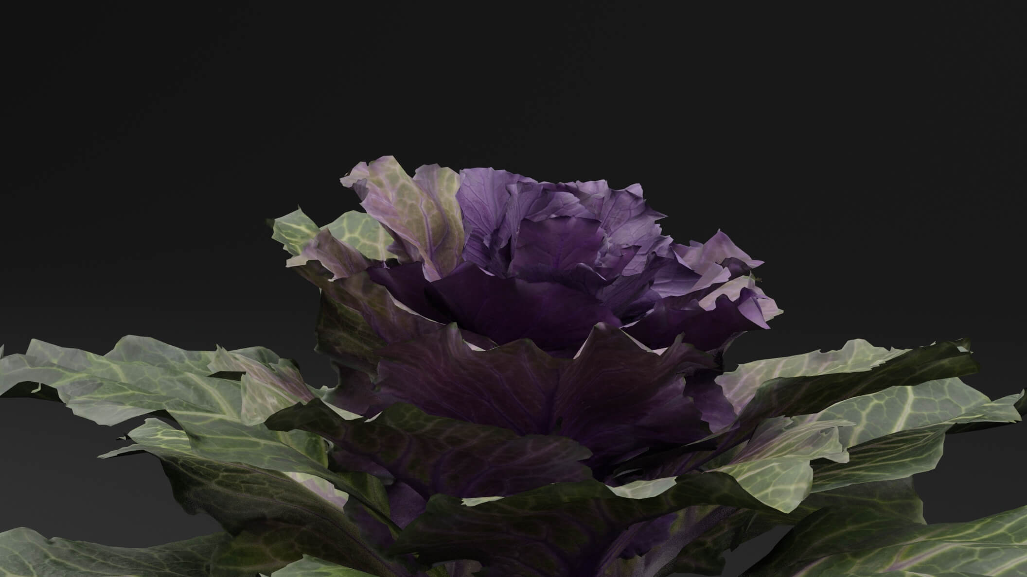 Ornamental Kale Plant - 3D Model by Green Lander