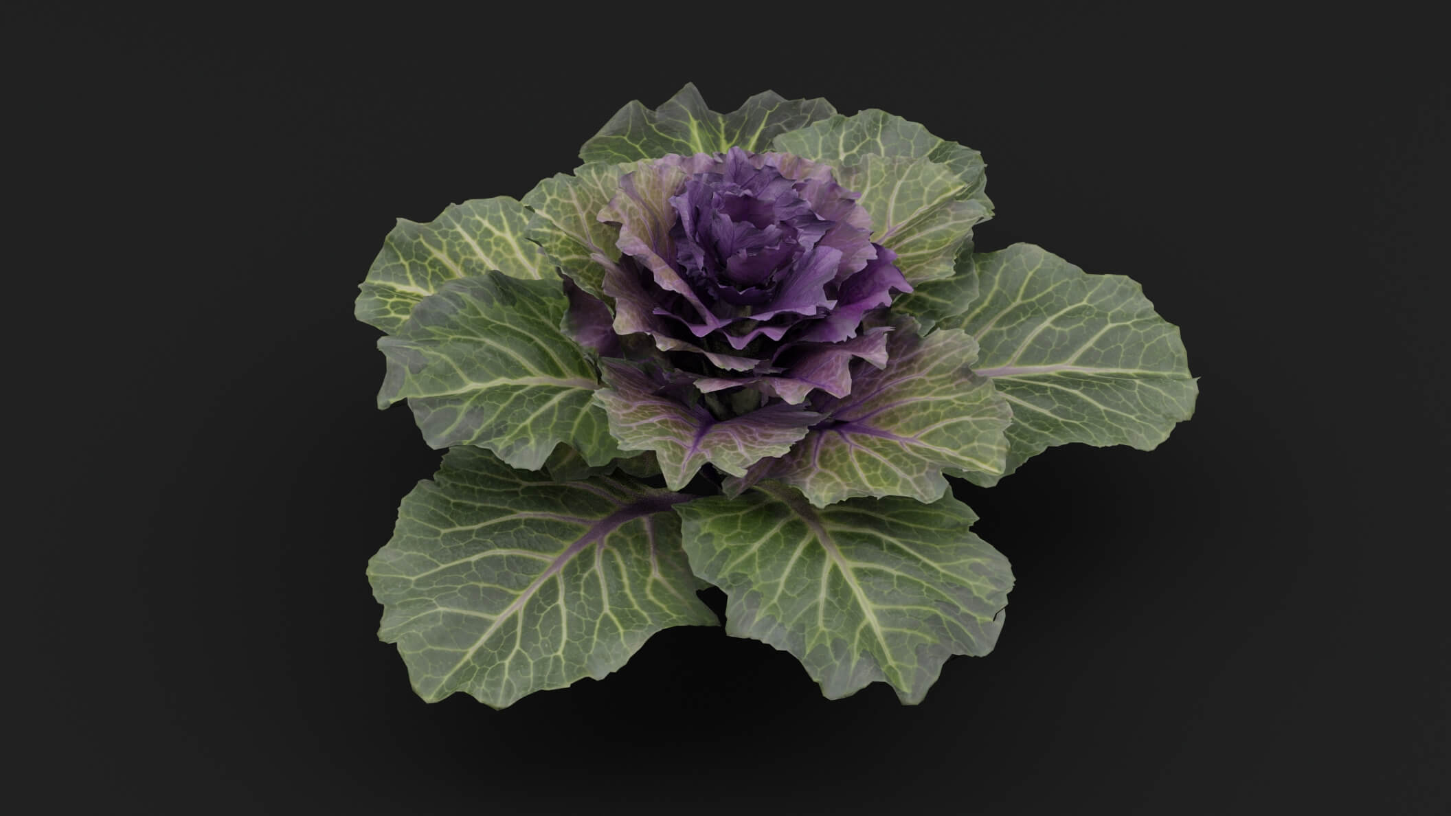 Ornamental Kale Plant - 3D Model by Green Lander