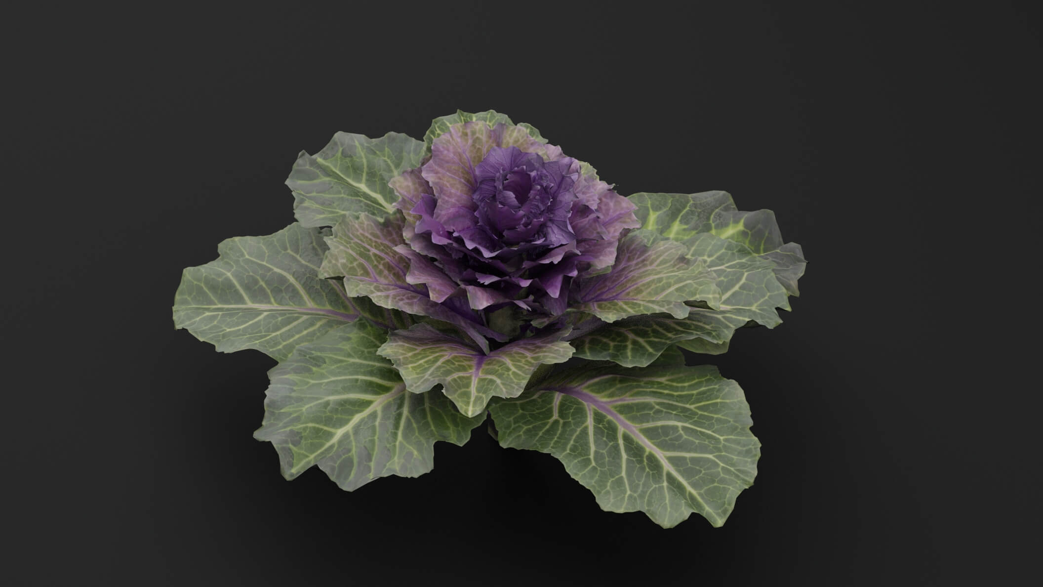 Ornamental Kale Plant - 3D Model by Green Lander