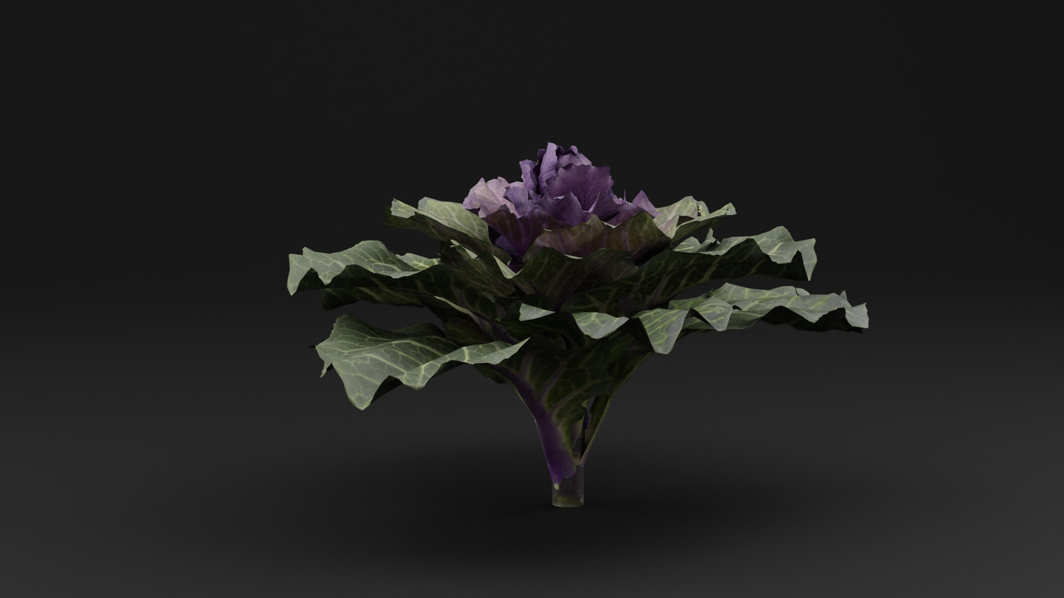 Ornamental Kale Plant - 3D Model by Green Lander