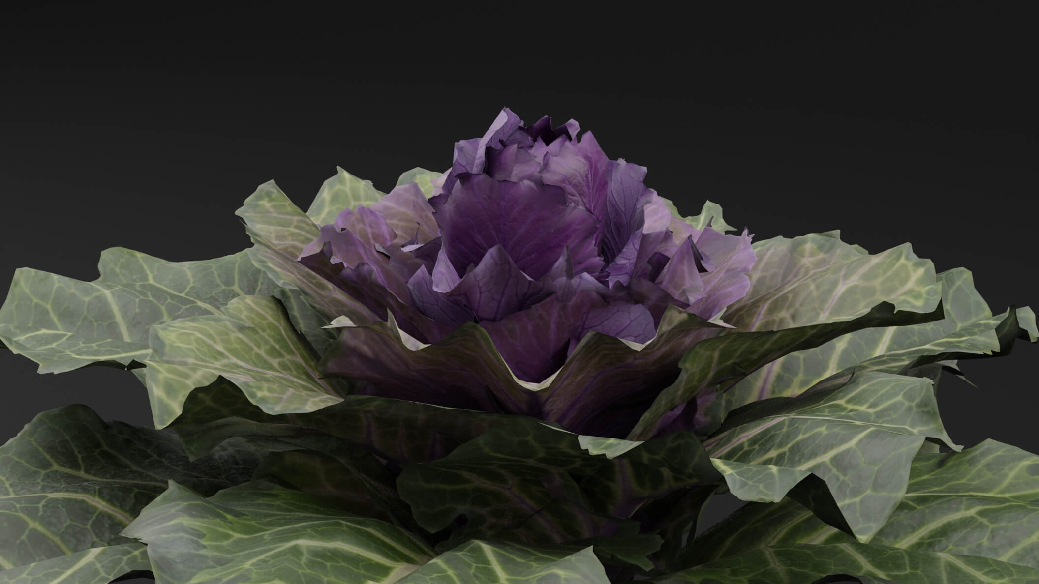 Ornamental Kale Plant - 3D Model by Green Lander