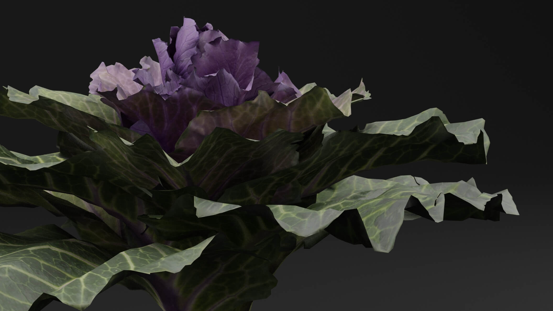 Ornamental Kale Plant - 3D Model by Green Lander