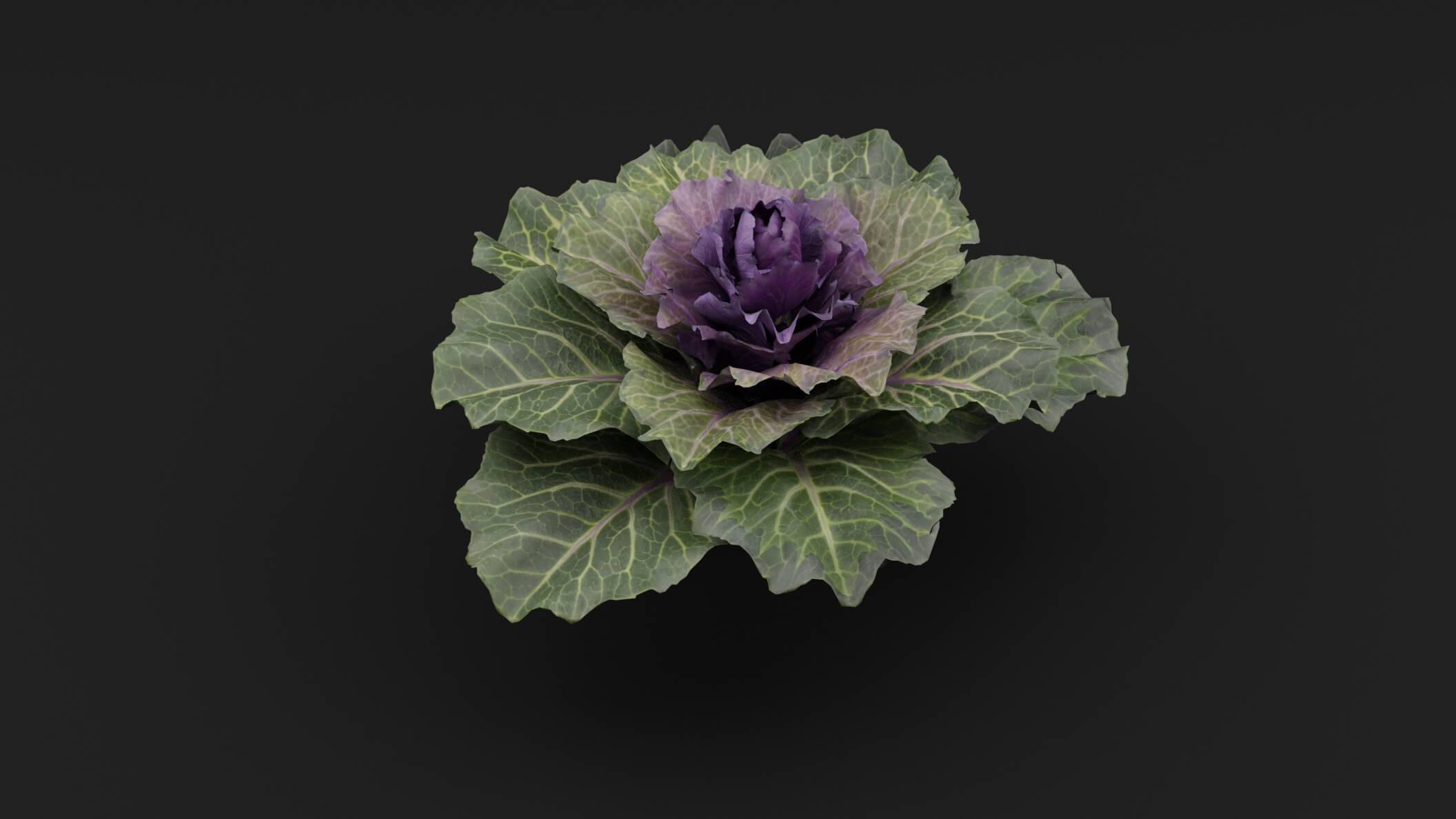 Ornamental Kale Plant - 3D Model by Green Lander