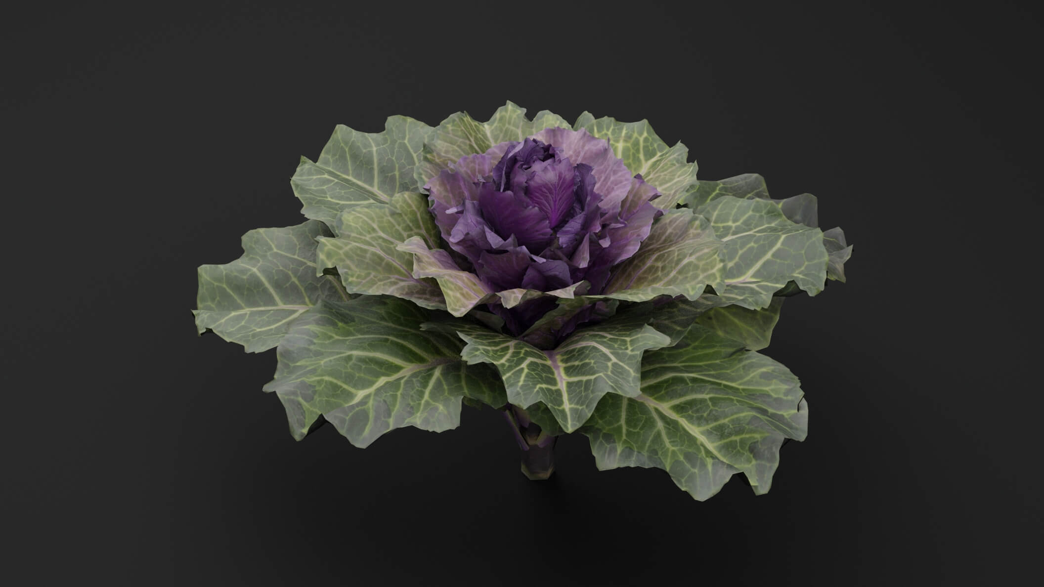 Ornamental Kale Plant - 3D Model by Green Lander