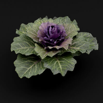 Ornamental Kale Plant - 3D Model by Green Lander