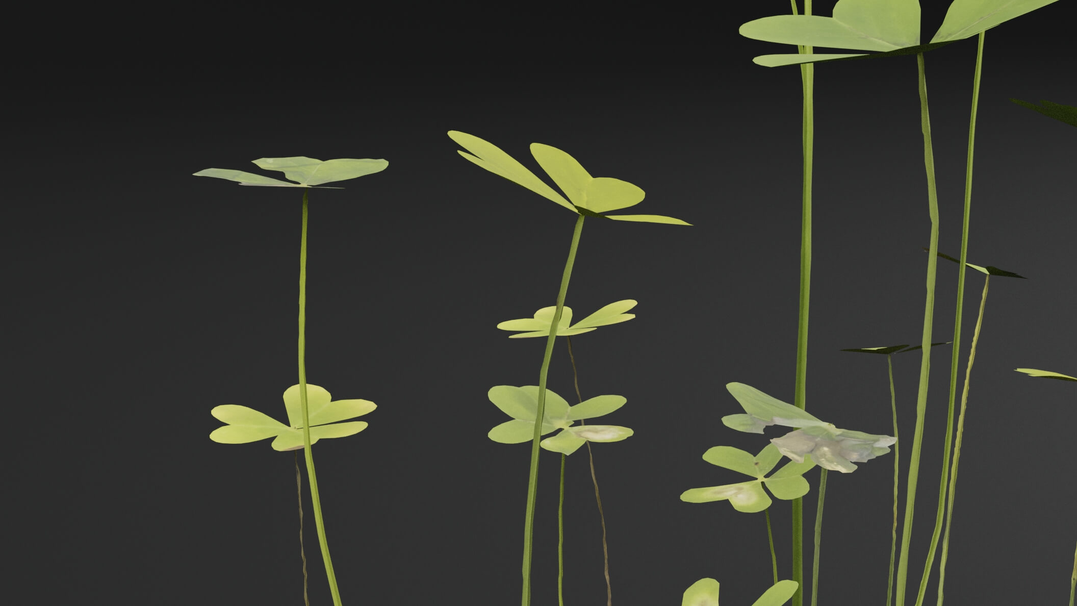 Oxalis Pes-Caprae Plant 3D Model by Green Lander