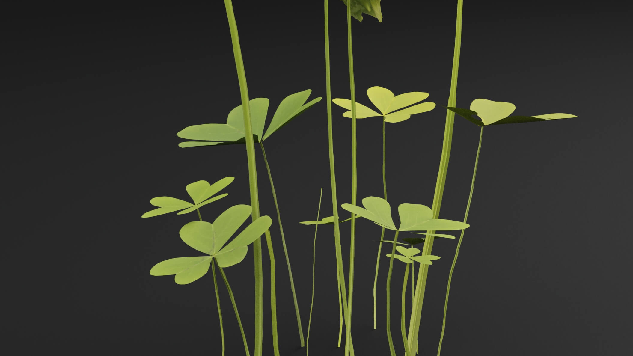Oxalis Pes-Caprae Plant 3D Model by Green Lander